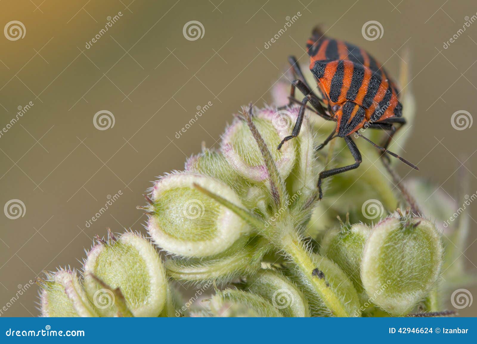 Insectos Rojos Y Negros Del Beatle Foto de archivo - Imagen de exterior ...