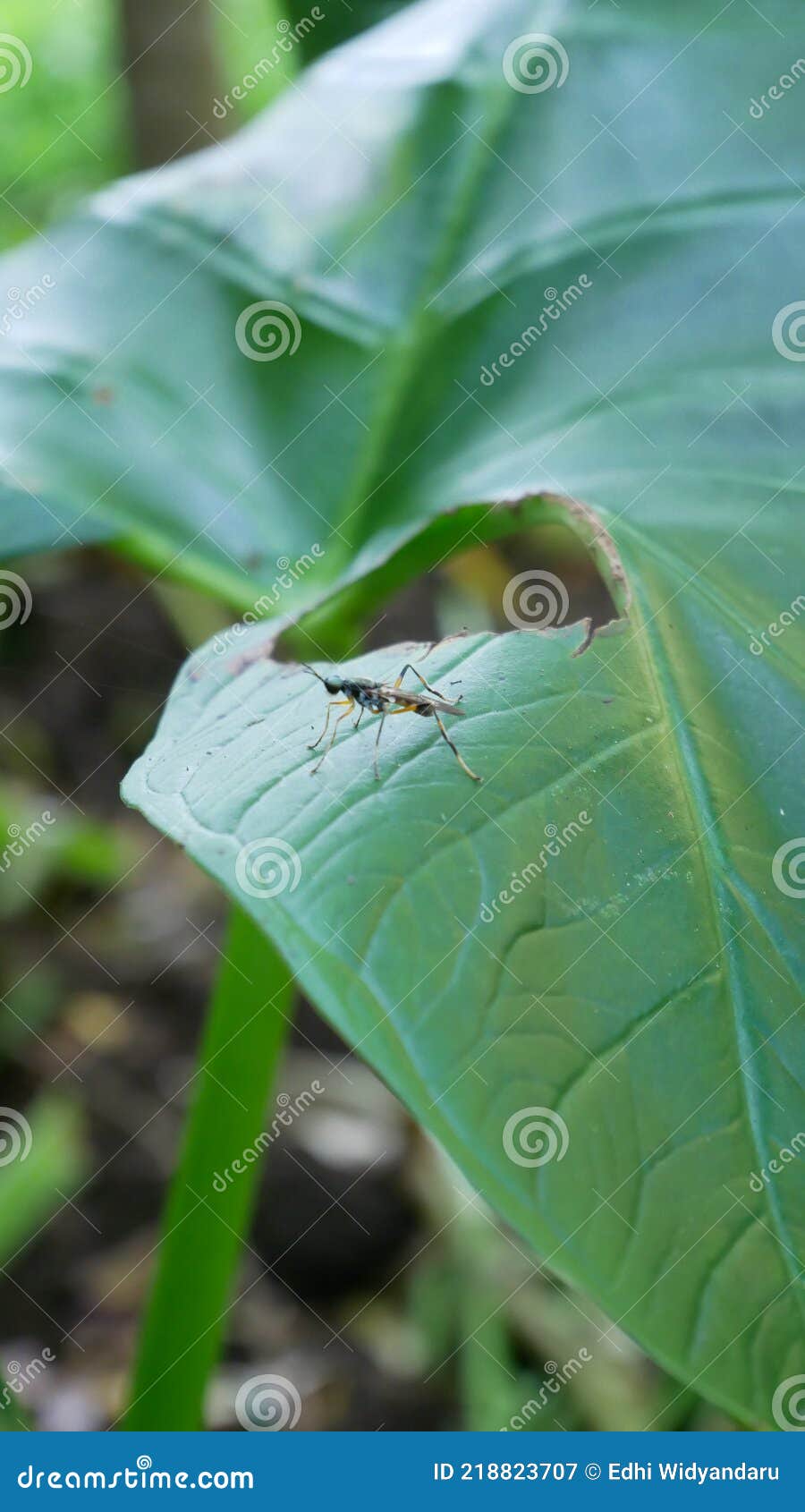 Insectos Sobre Hojas Verdes Imagen de archivo - Imagen de polilla ...