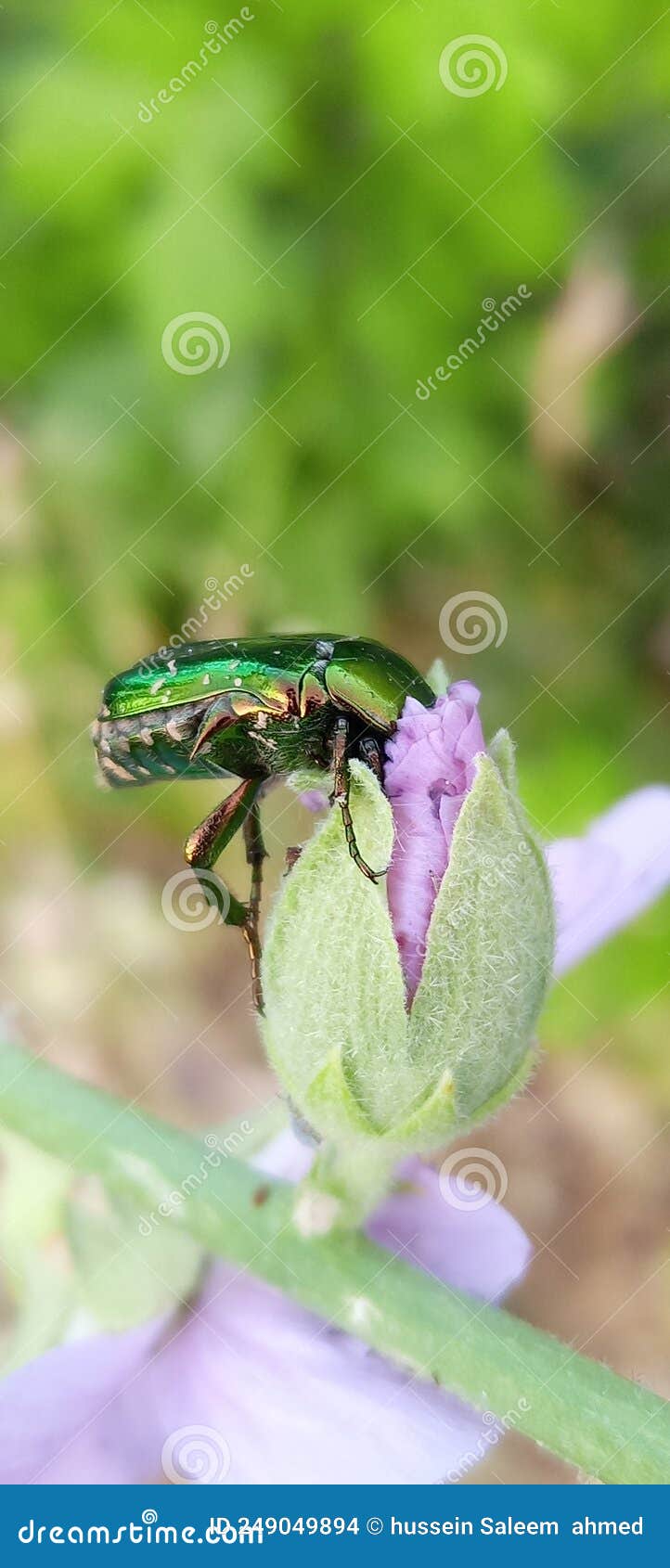 Insectos Verdes Comiendo Flores Moradas. Foto de archivo - Imagen de ...