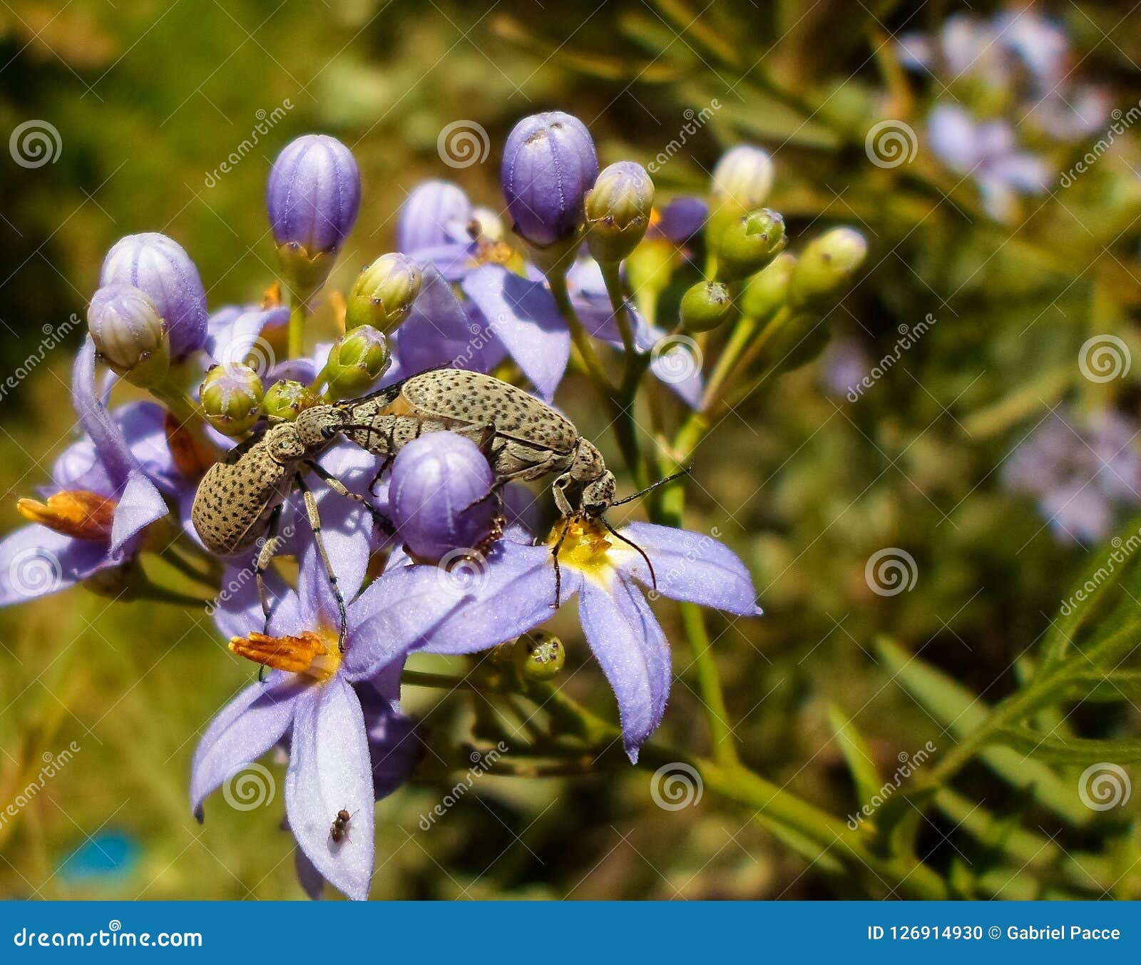 Insectos y flores foto de archivo. Imagen de primer - 126914930