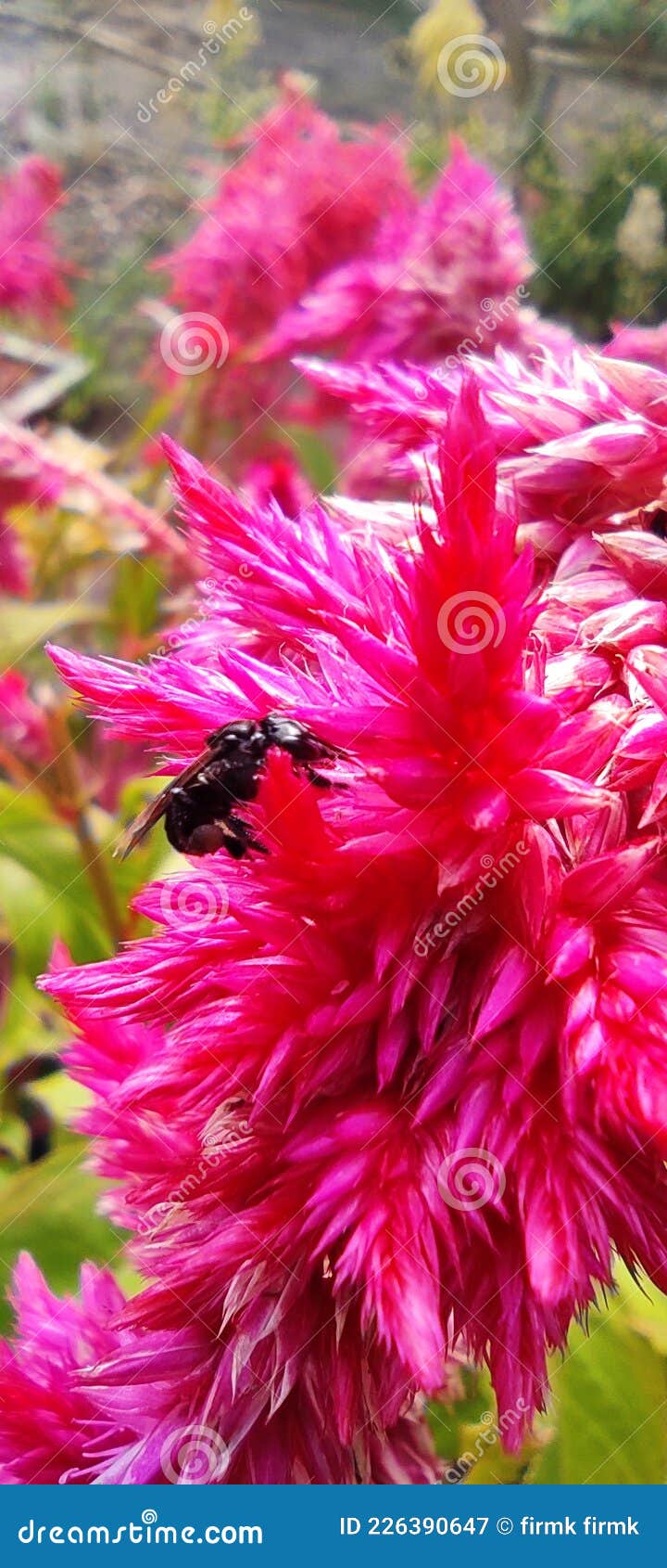 Insectos y flores imagen de archivo. Imagen de pétalo - 226390647