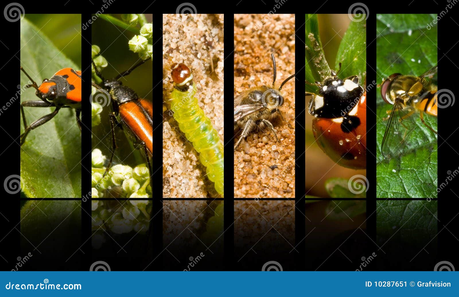 Insects stock image. Image of wildlife, flea, collection - 10287651