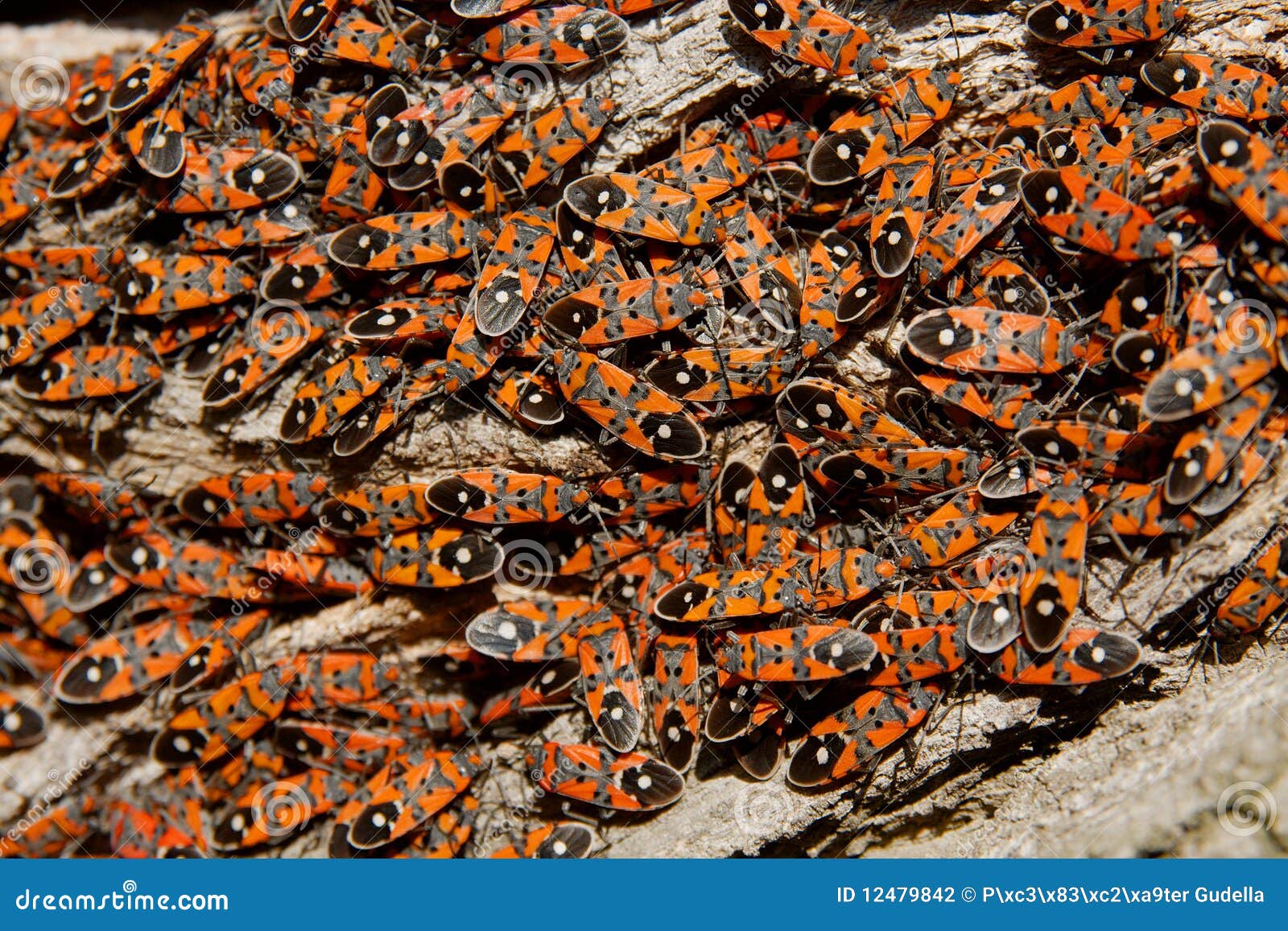 Insects Royalty-Free Stock Image | CartoonDealer.com #12479842