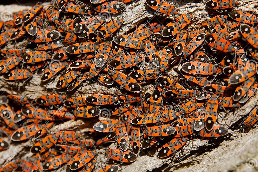 Insects stock photo. Image of crowd, closeup, wildlife - 12479842