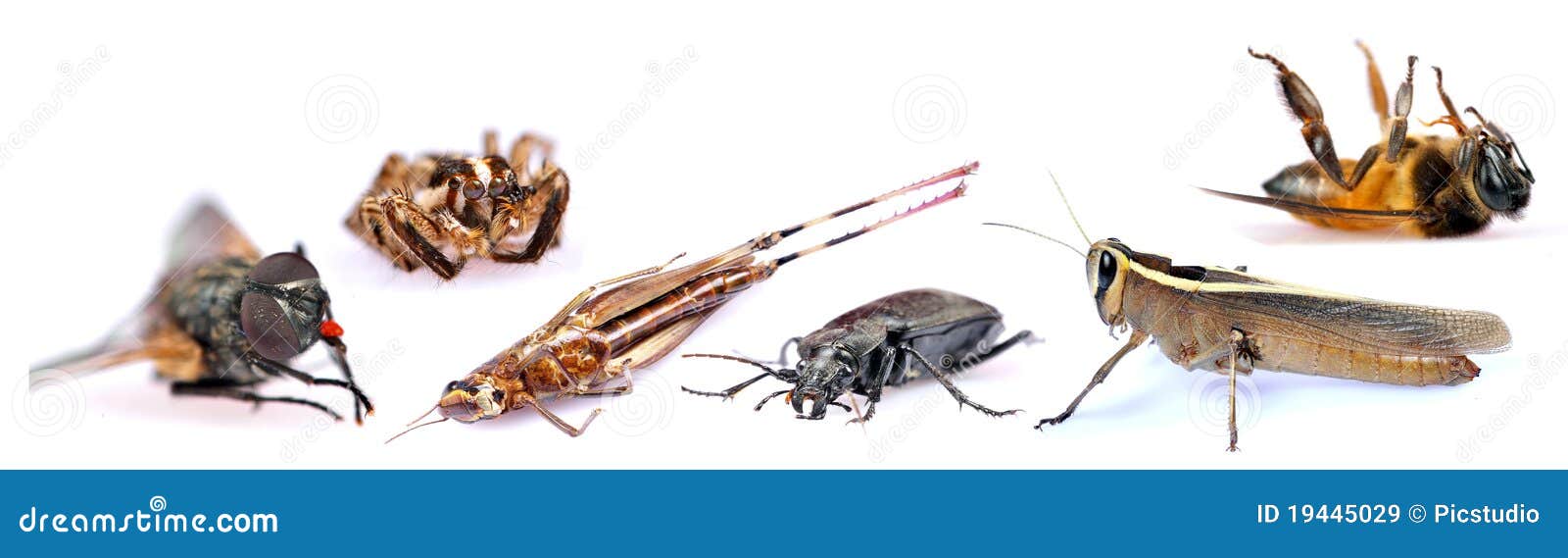 Insects Royalty-Free Stock Photography | CartoonDealer.com #18182405