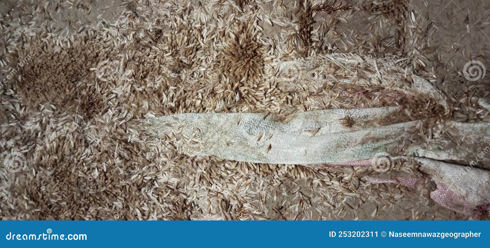 Thousands Of Insects Over The Field Of Flowering Royalty-Free Stock ...