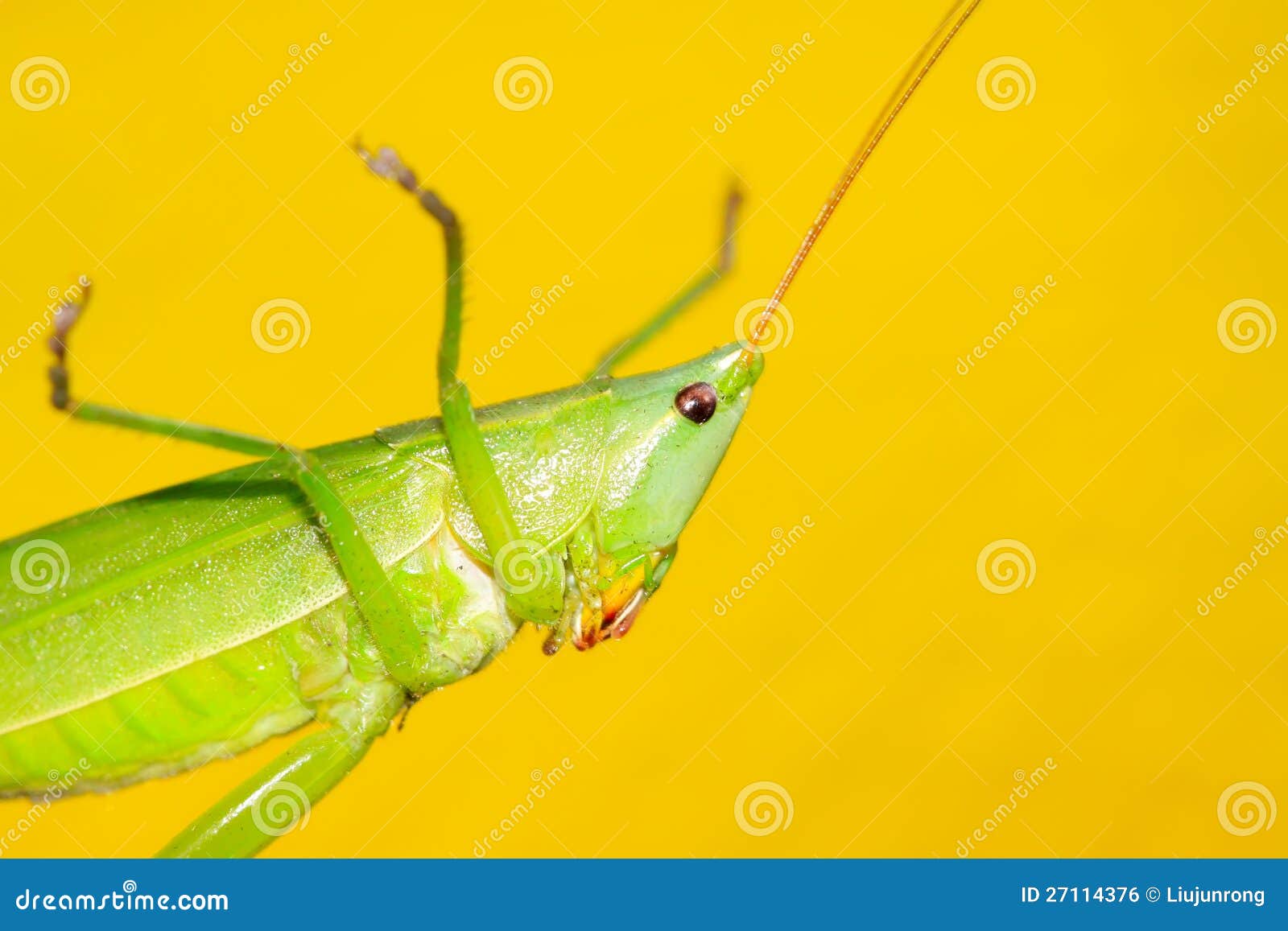 Insects stock photo. Image of claws, wild, insects, mouth - 27114376