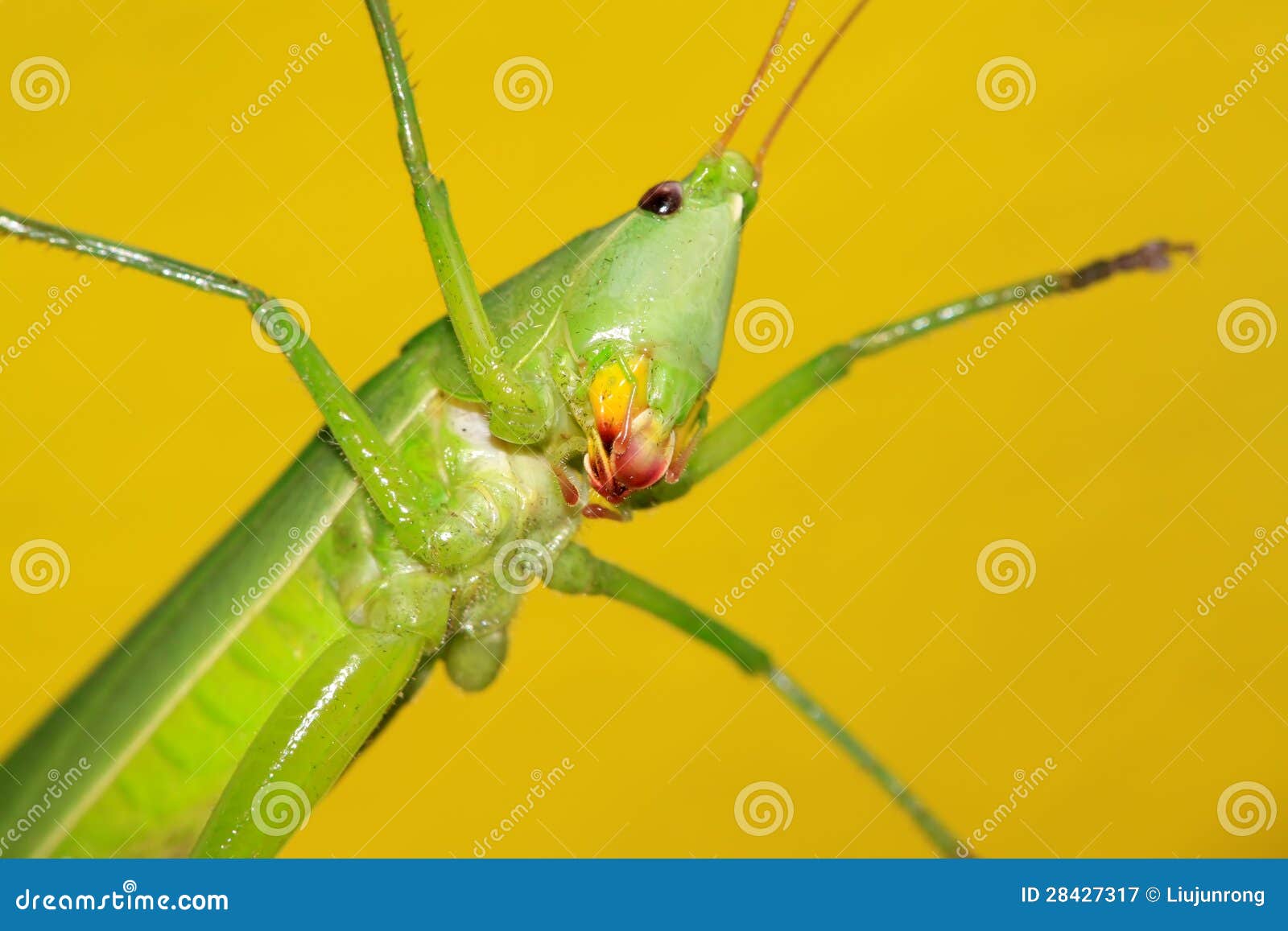 Insects stock image. Image of color, green, insects, claws - 28427317