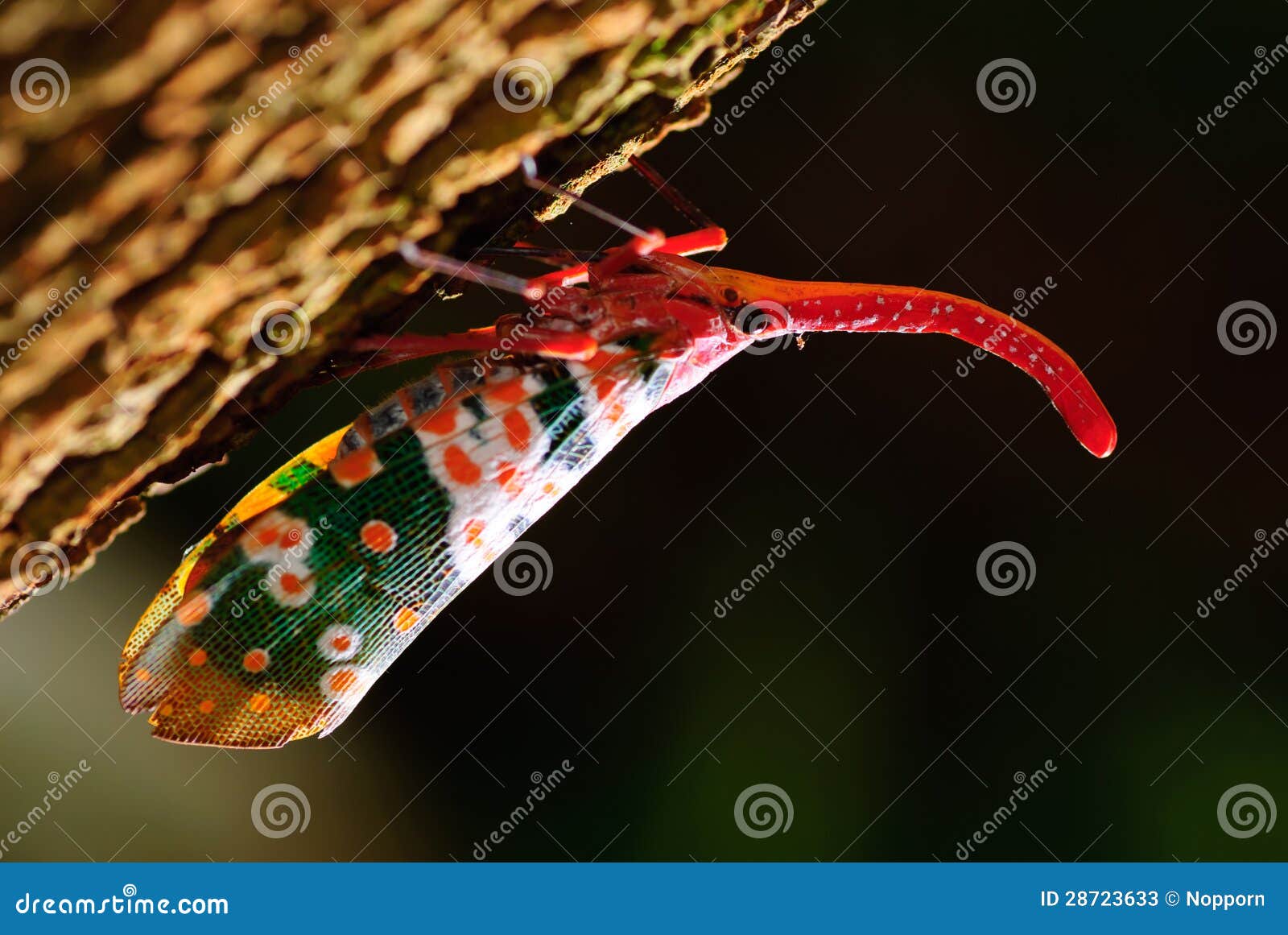 Insects stock image. Image of fulgora, insect, candelaria - 28723633