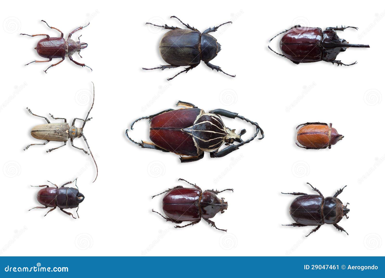 Insects stock image. Image of creature, disgusting, crawly - 29047461