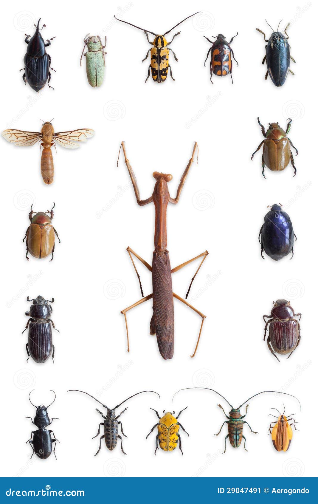 Insects stock image. Image of rhinoceros, closeup, wing - 29047491