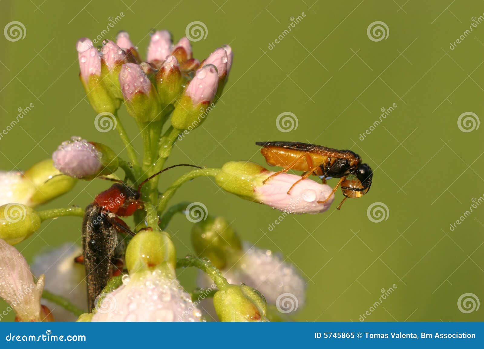Insects stock image. Image of beautiful, background, garden - 5745865