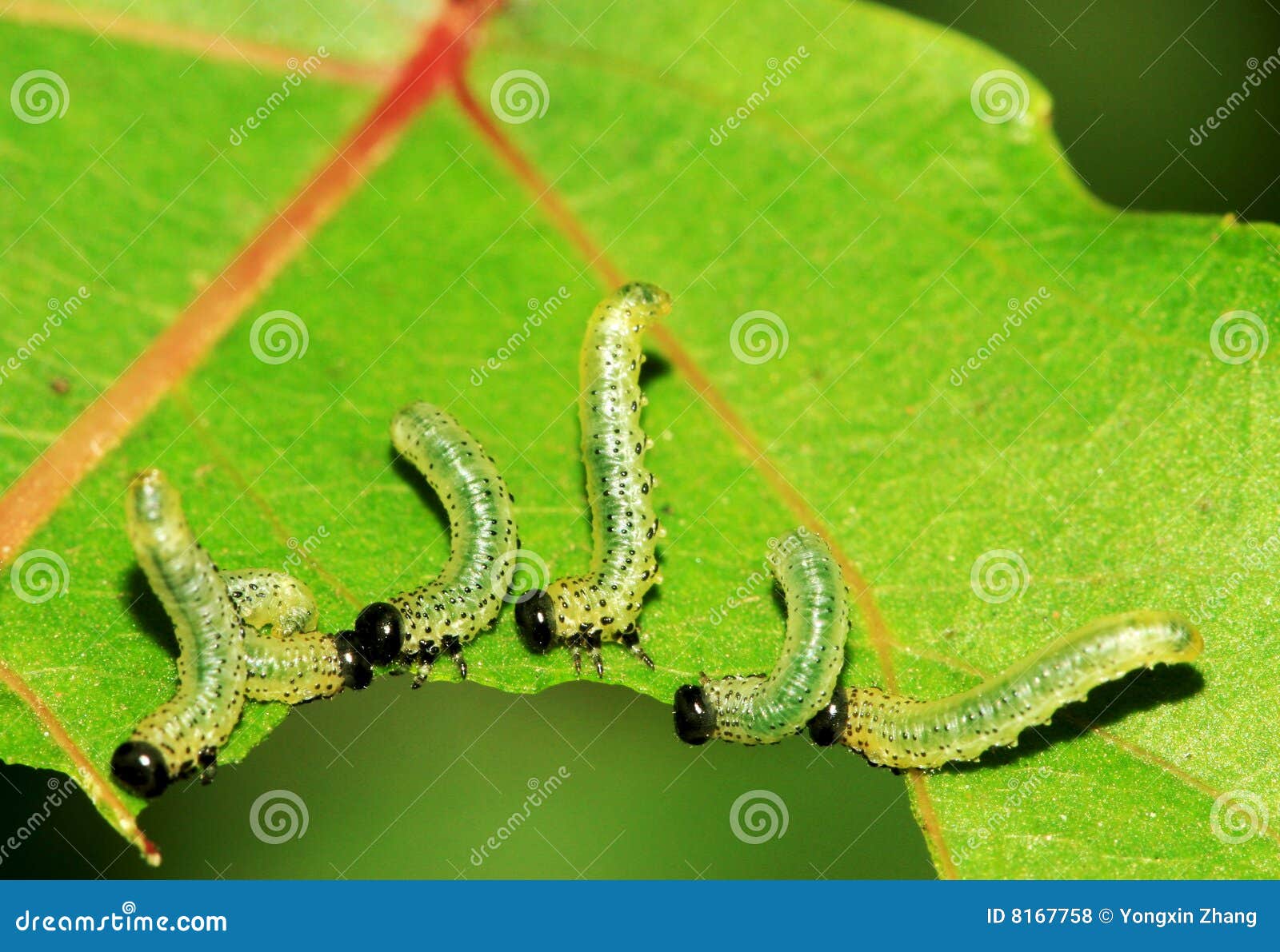 Insects stock photo. Image of range, tail, habitat, horticulture - 8167758