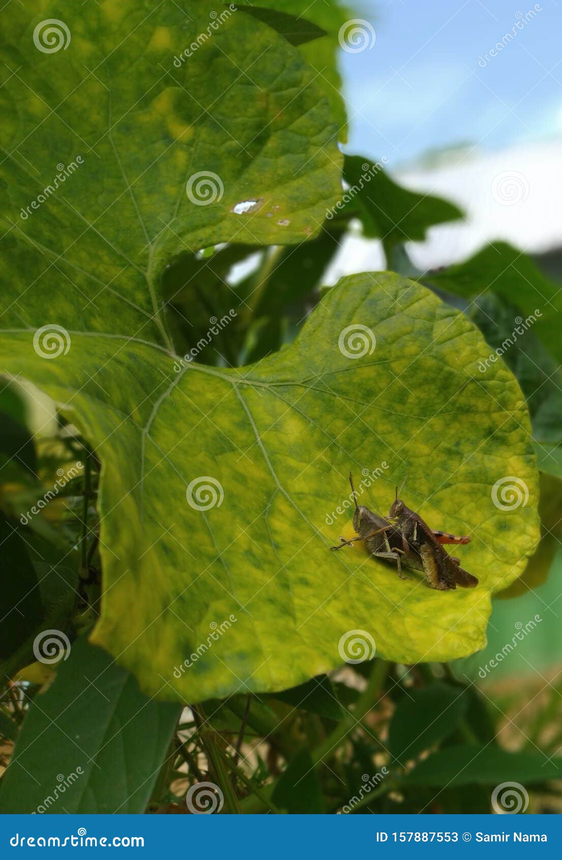 Insects stock image. Image of animal, mating, insects - 157887553