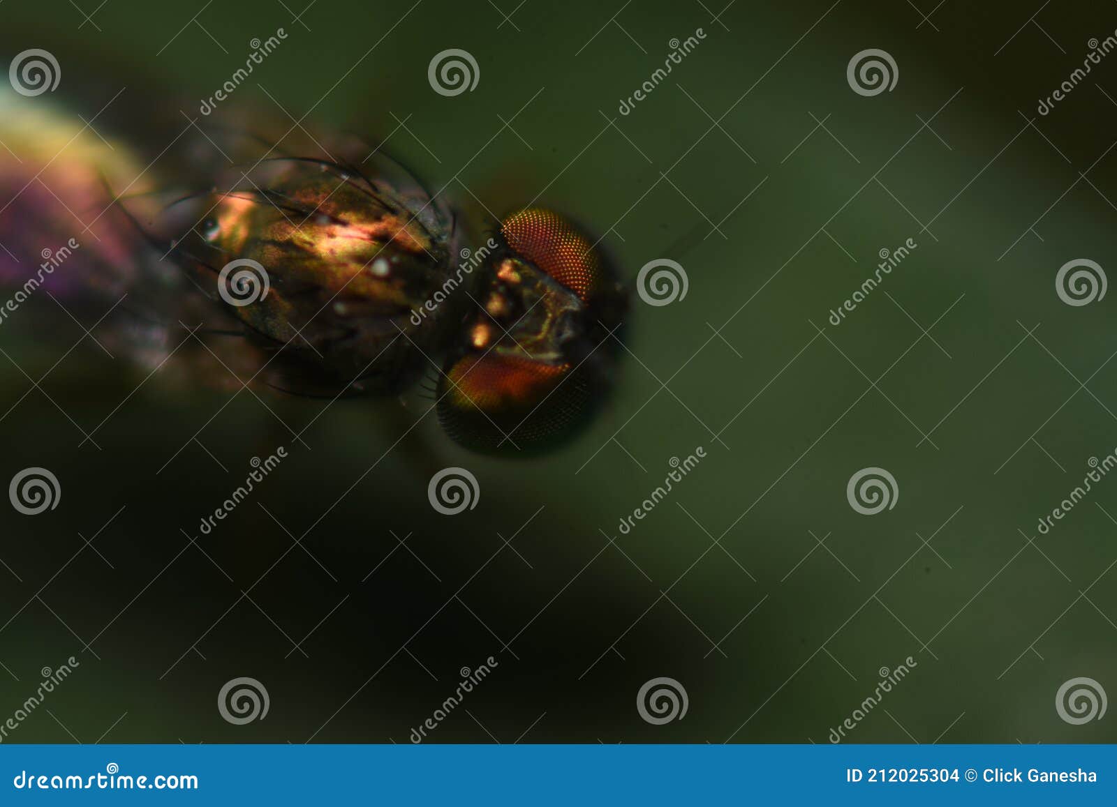 Top Angle Fly Eye Garden Fly Stock Photo - Image of side, pose: 212025304