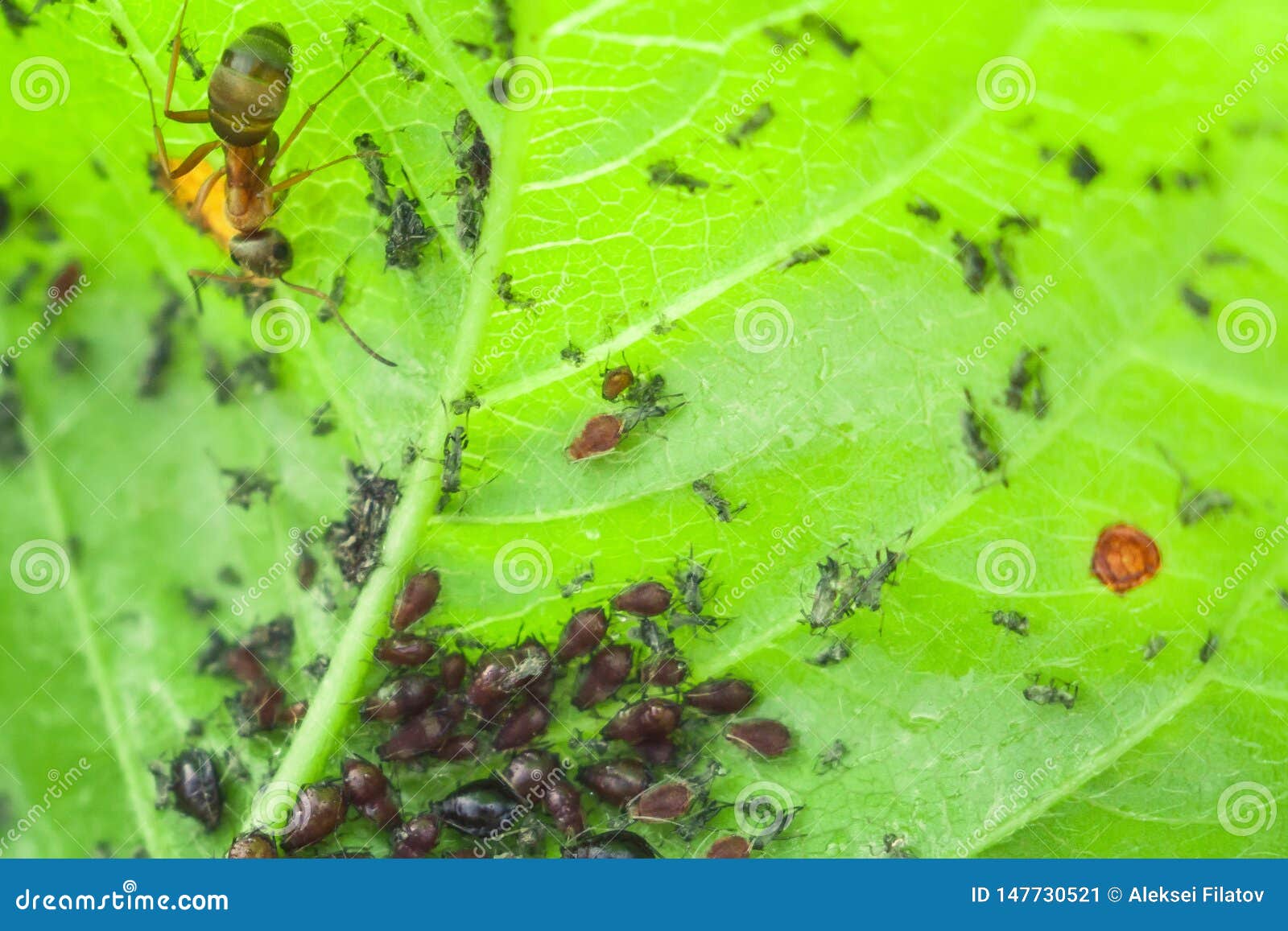 Insects Aphids on Leaves Parasites Stock Image - Image of parasite ...