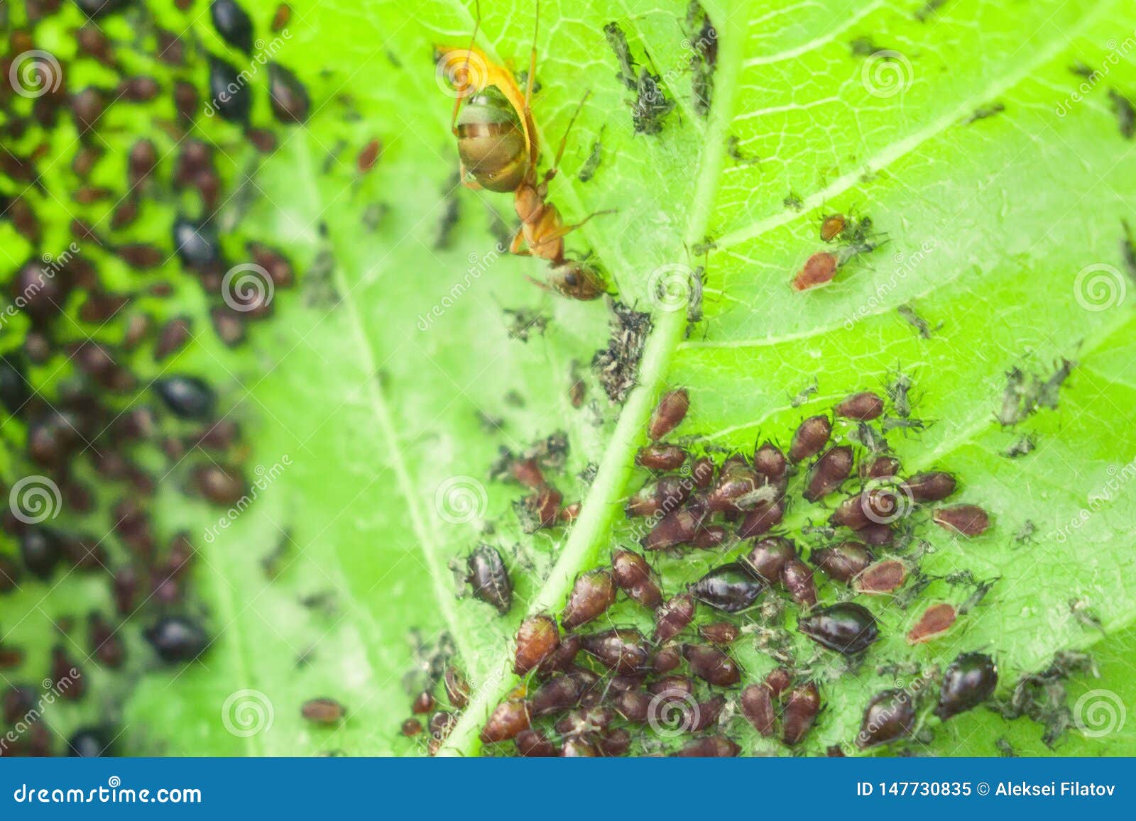 Insects Aphids on Leaves Parasites Stock Image - Image of food, scale ...