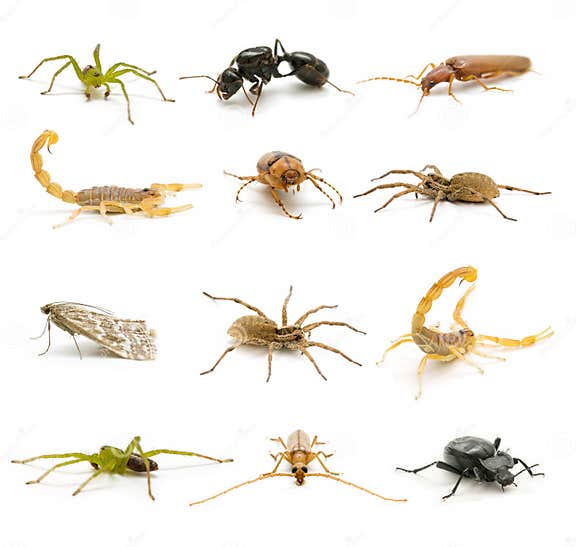 Insects and arachnids stock photo. Image of pest, moths - 17038994