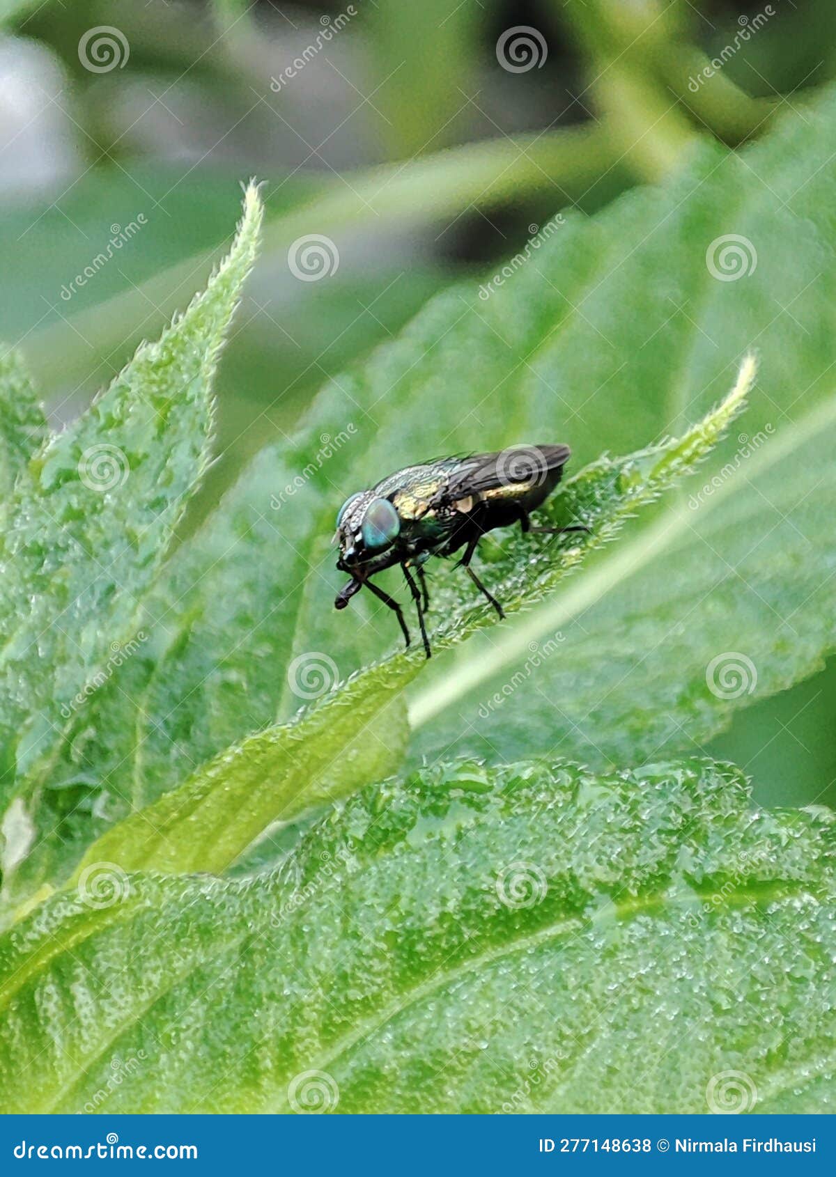 Insects or Arthropoda on the Green Leaves Stock Photo - Image of ...