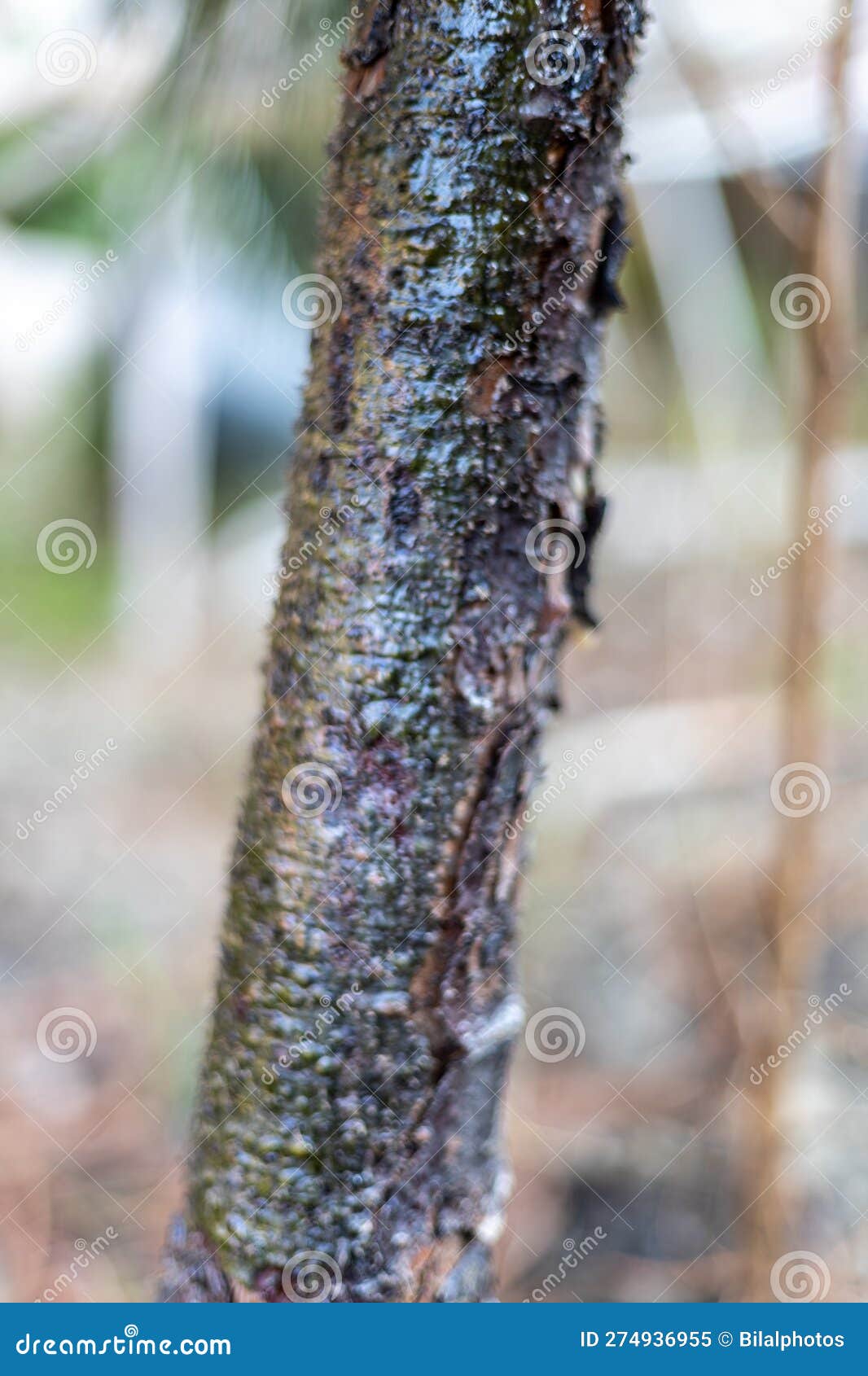 Insects Attack on Pine Tree Closeup with Selective Focus Stock Image ...