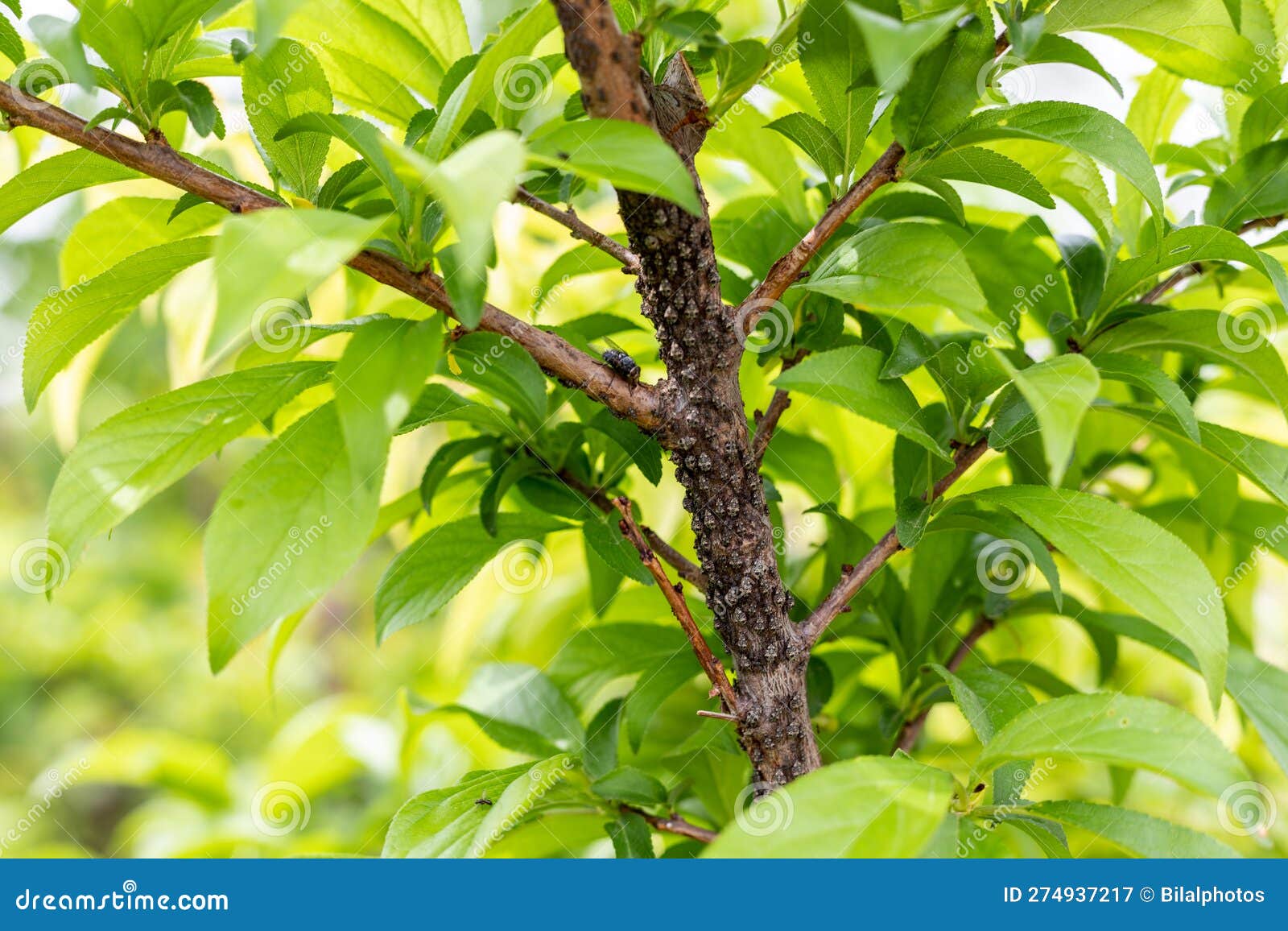 Insects Attack on a Plum Fruit Tree Stock Image - Image of hemiptera ...