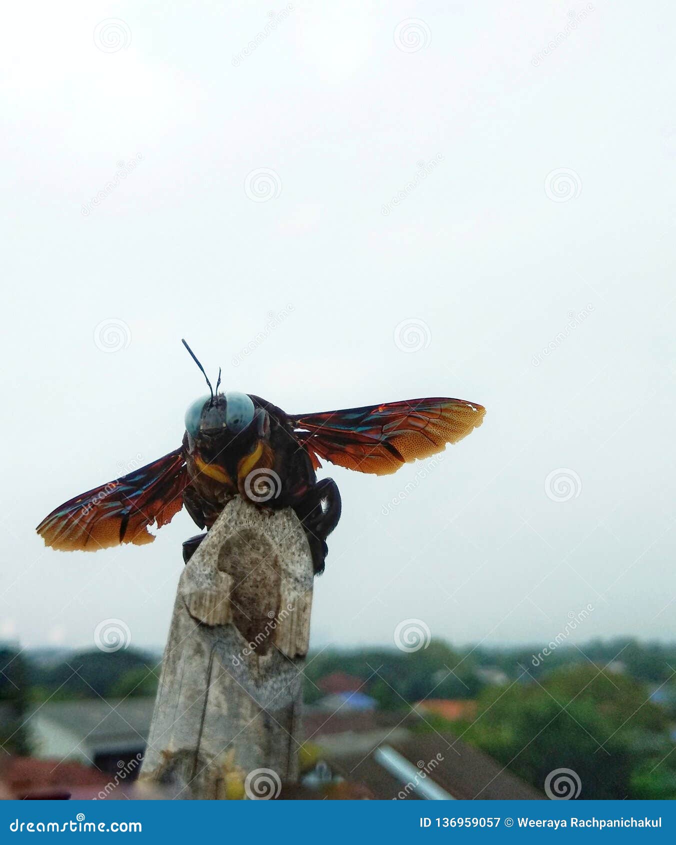 Insects stock image. Image of insects, bamboo, blueeyes - 136959057