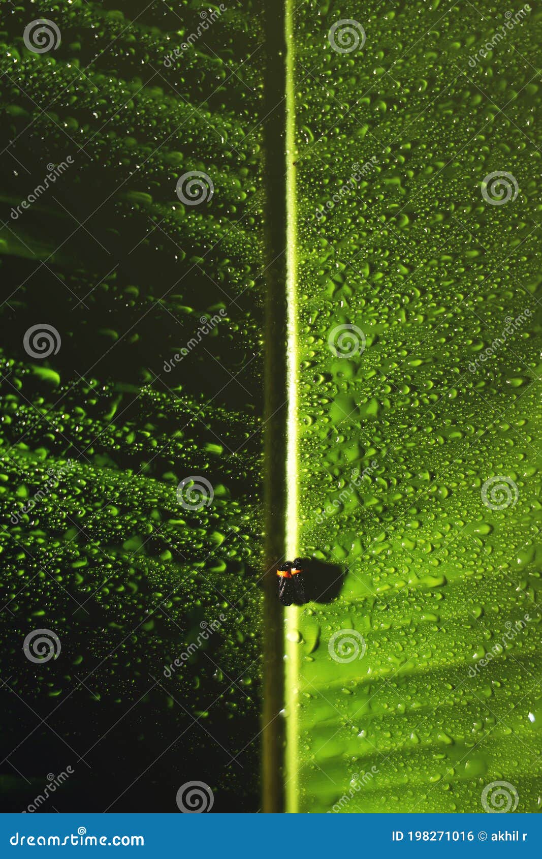 Insects on Banana Leaf with Water Drops Stock Photo - Image of leaf ...