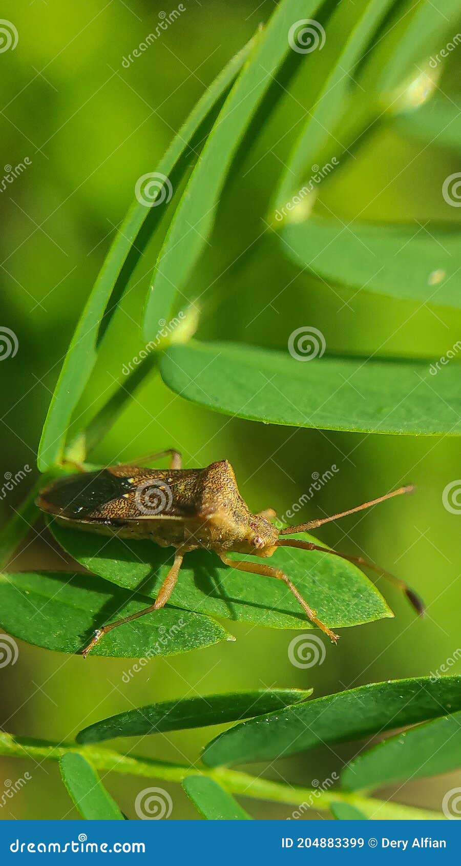 Insects Basking in the Morning Stock Image - Image of green, basking ...