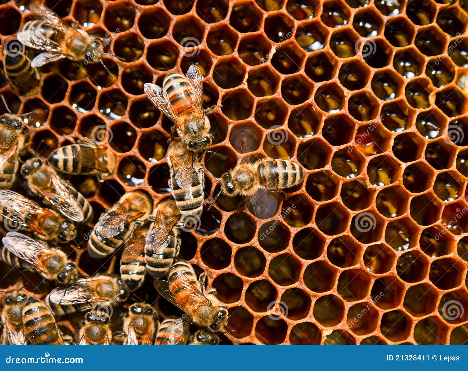 Insects bee closeup stock image. Image of cell, food - 21328411