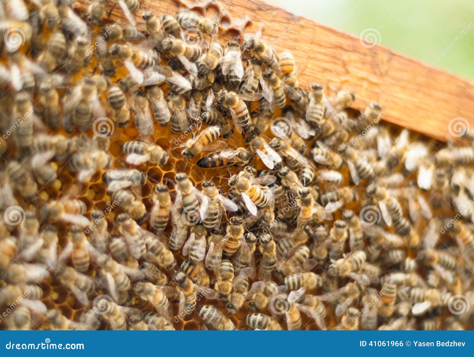Insects Bee with Queen Bee Working Stock Photo - Image of summer ...