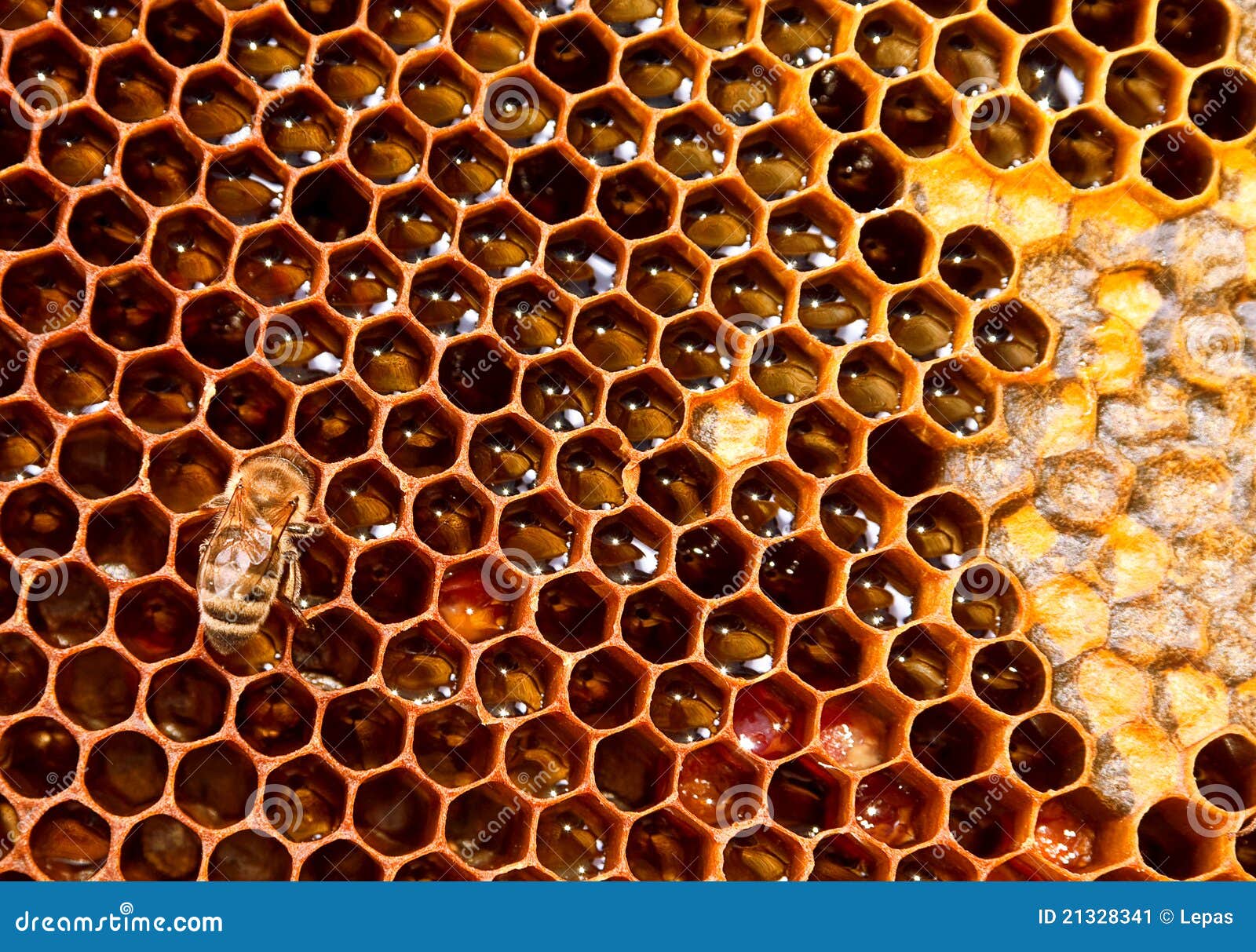 Insects bee working stock image. Image of hive, beehive - 21328341