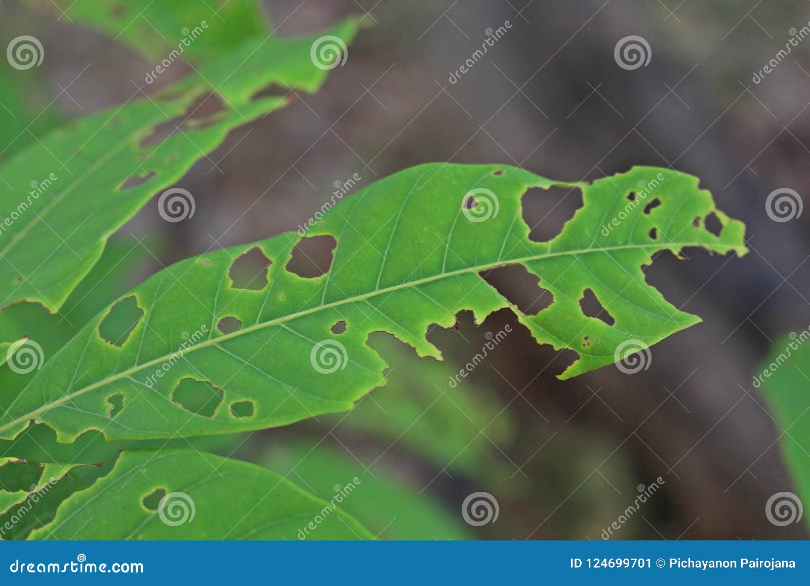 Insects bite leaf. stock image. Image of garden, outdoor - 124699701