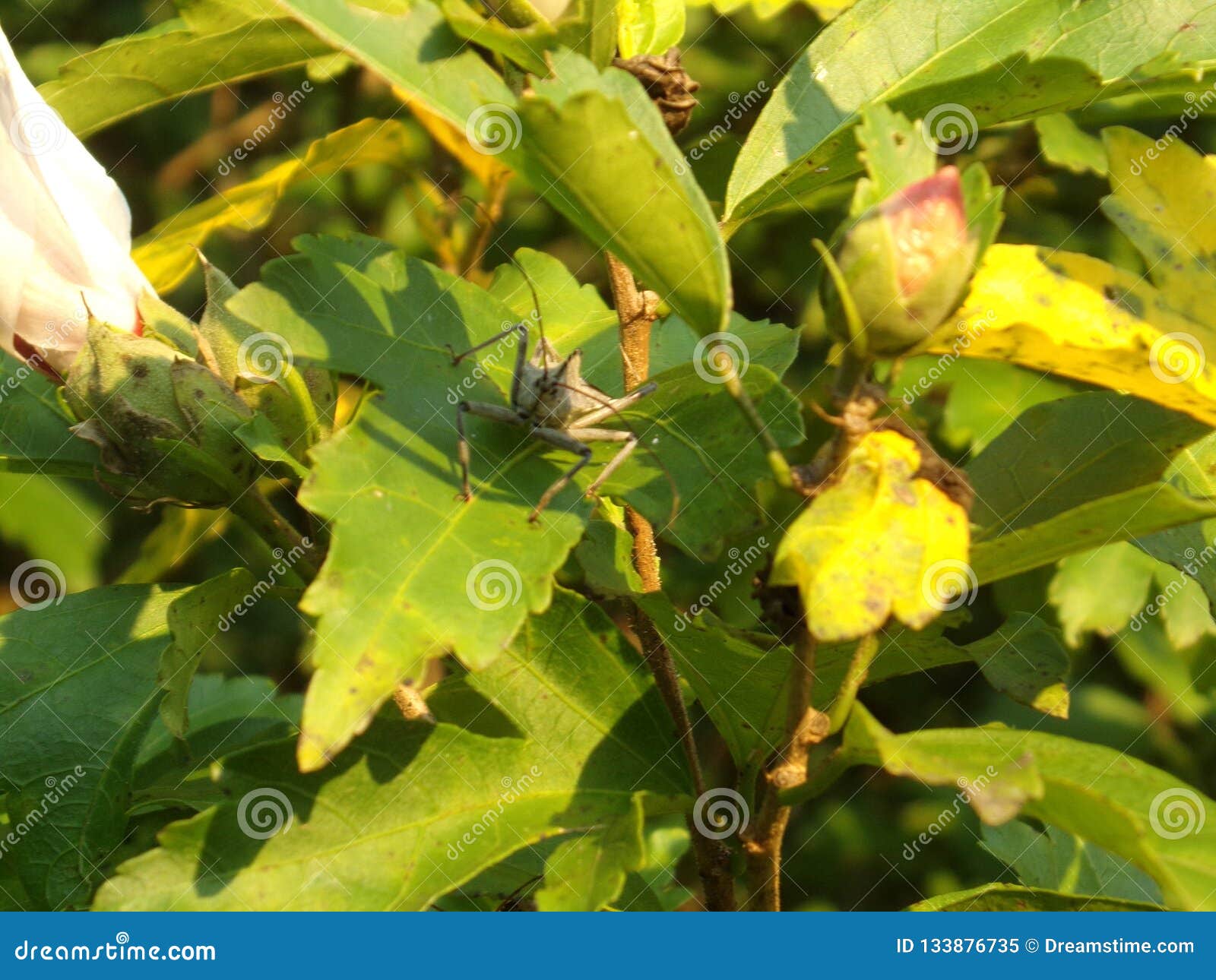 Red Wheel Bug Insects Stock Photography | CartoonDealer.com #32896148
