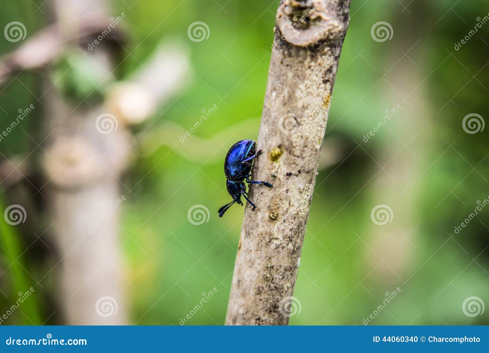 Insects blue stock photo. Image of weevil, macro, close - 44060340