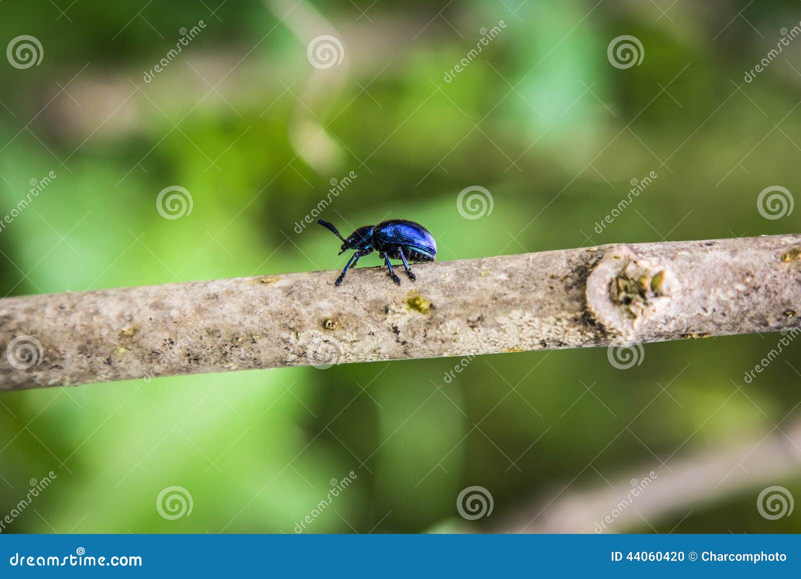 Insects blue stock photo. Image of insects, flammea, animal - 44060420