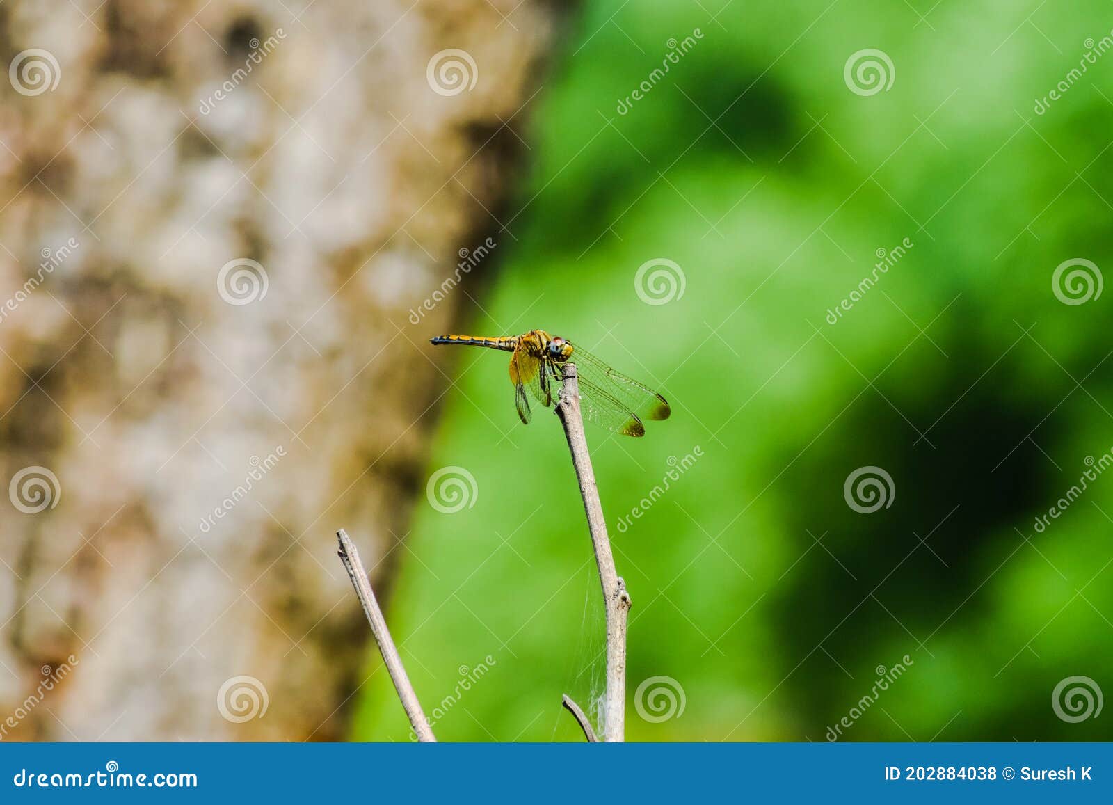 Insects on branch stock photo. Image of leaf, nature - 202884038
