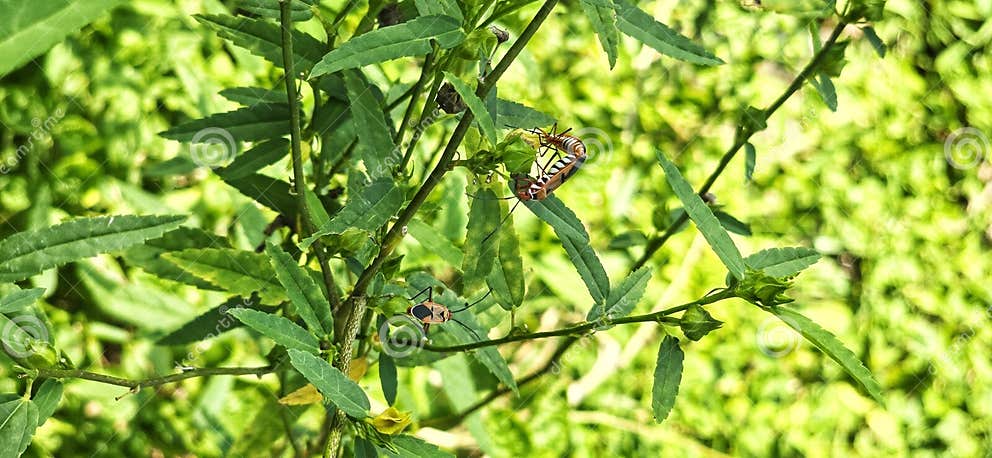 Insects are breeding stock image. Image of breeding - 361221619