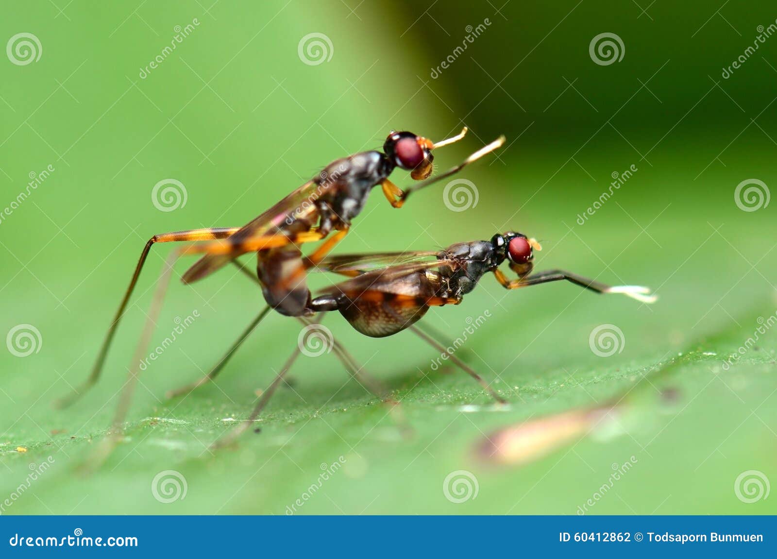 Insects Breeding Soft Background Stock Photos - Free & Royalty-Free ...