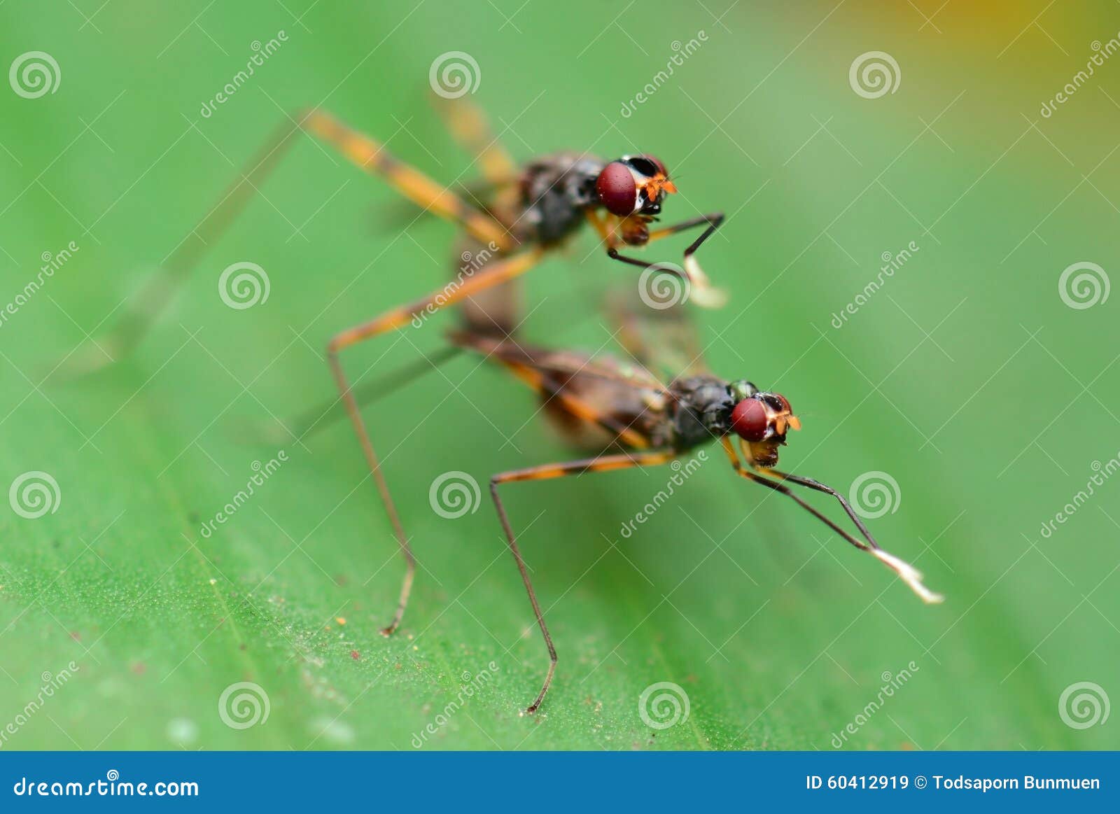 Insects Breeding Soft Background Stock Photos - Free & Royalty-Free ...