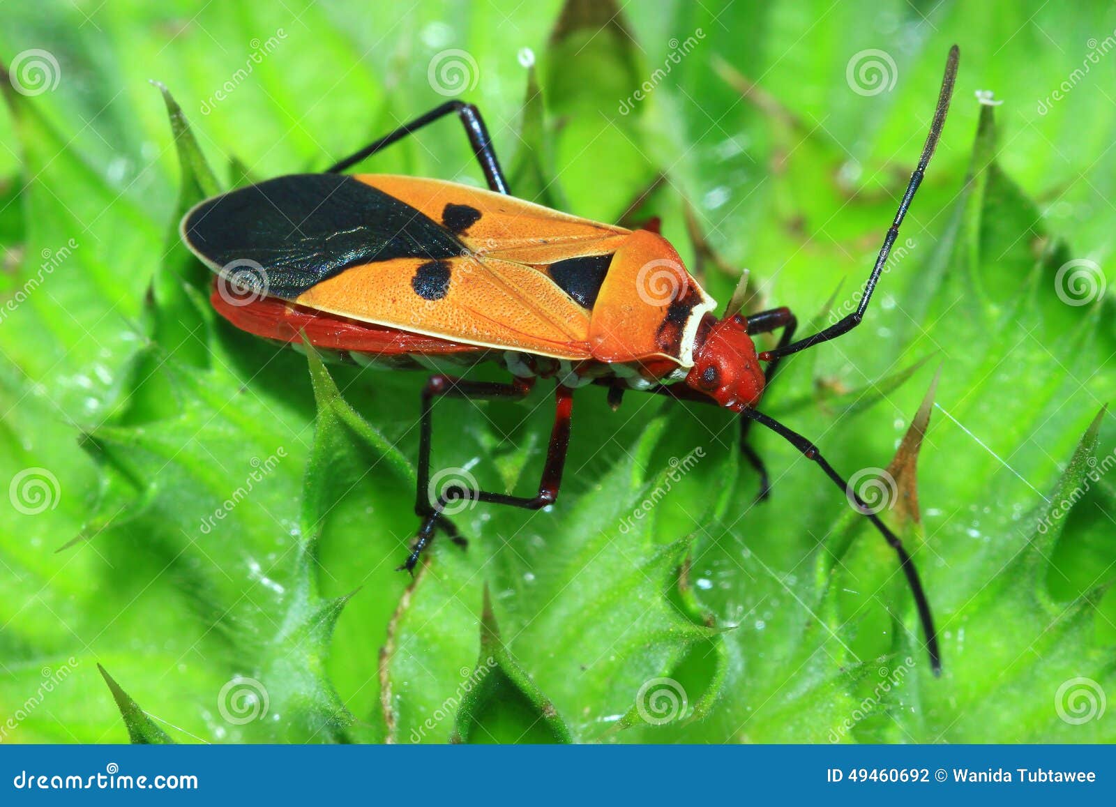 Insects on a bright orange stock photo. Image of flies - 49460692