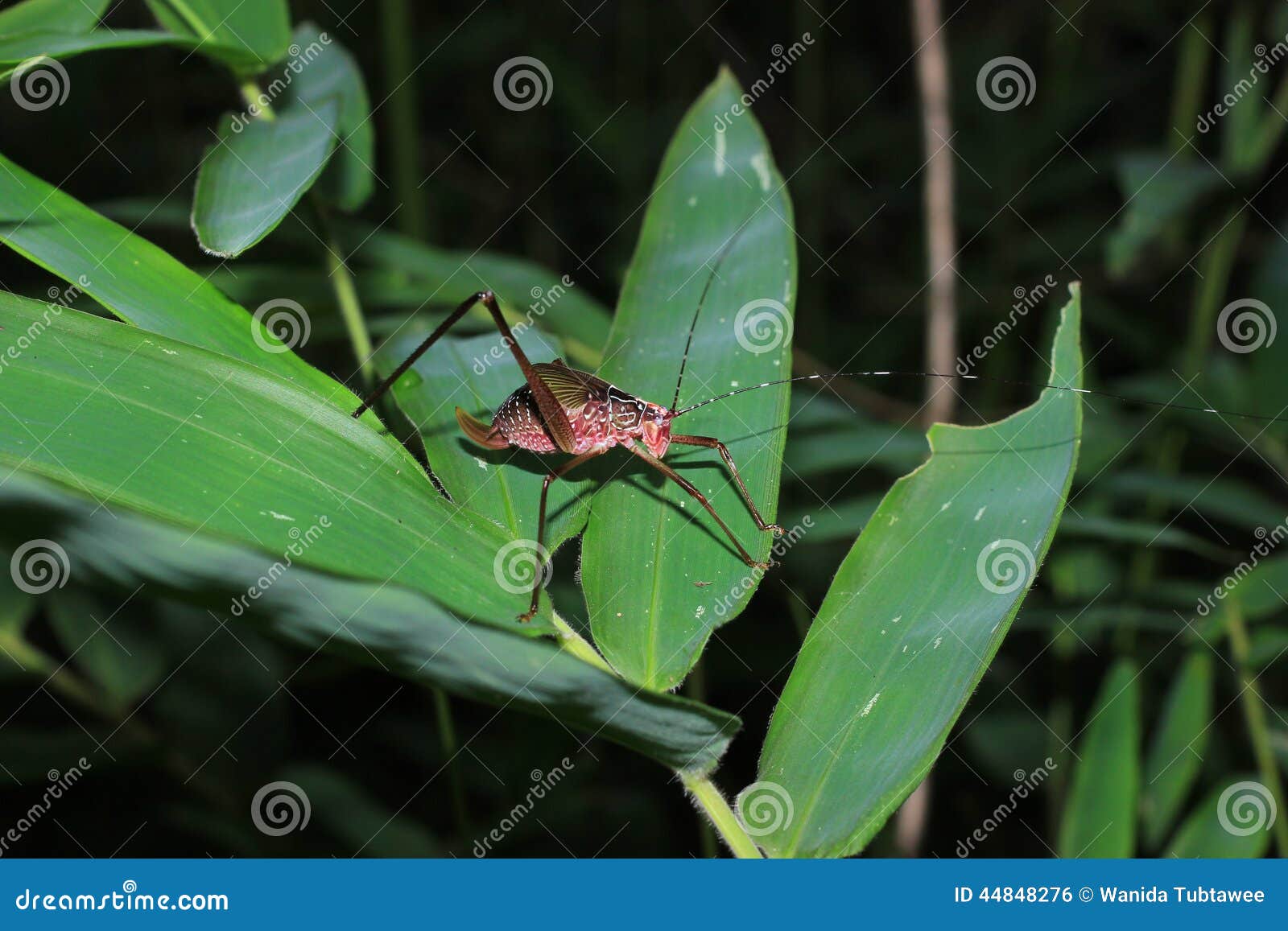 Insects Royalty-Free Stock Image | CartoonDealer.com #44848276