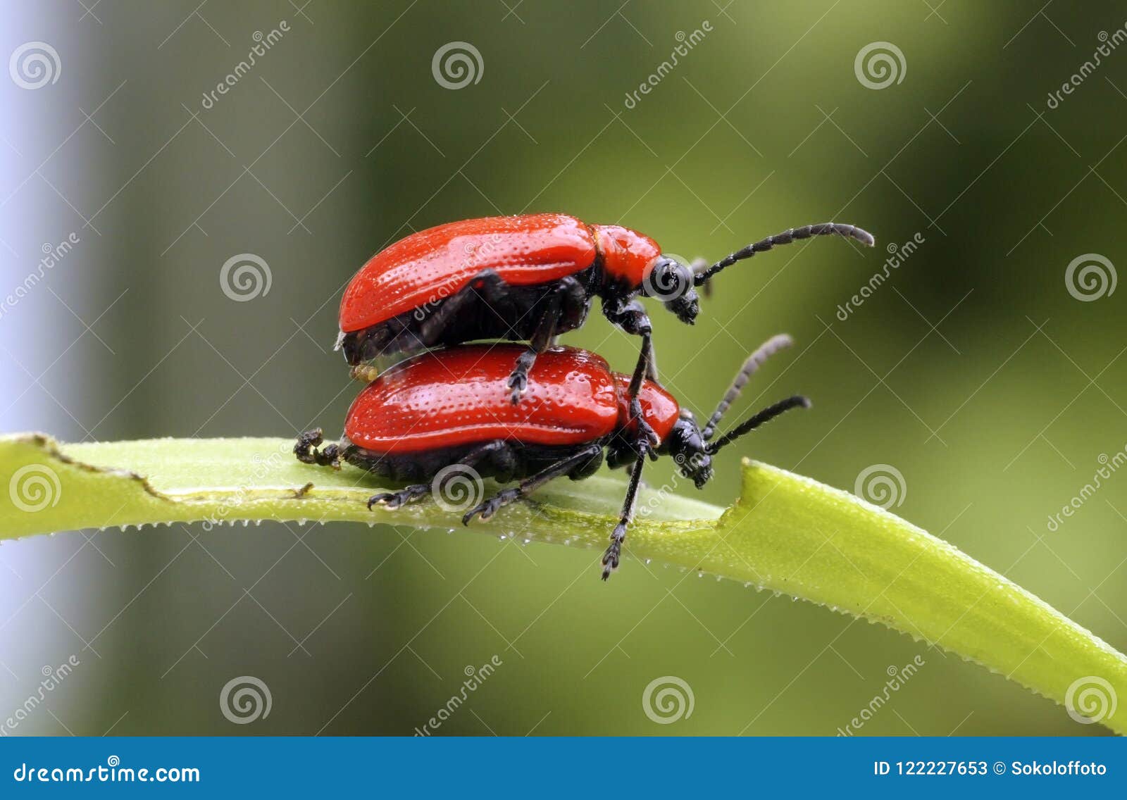 Insects: Bugs and Flies on Summer Flowers Stock Image - Image of ...