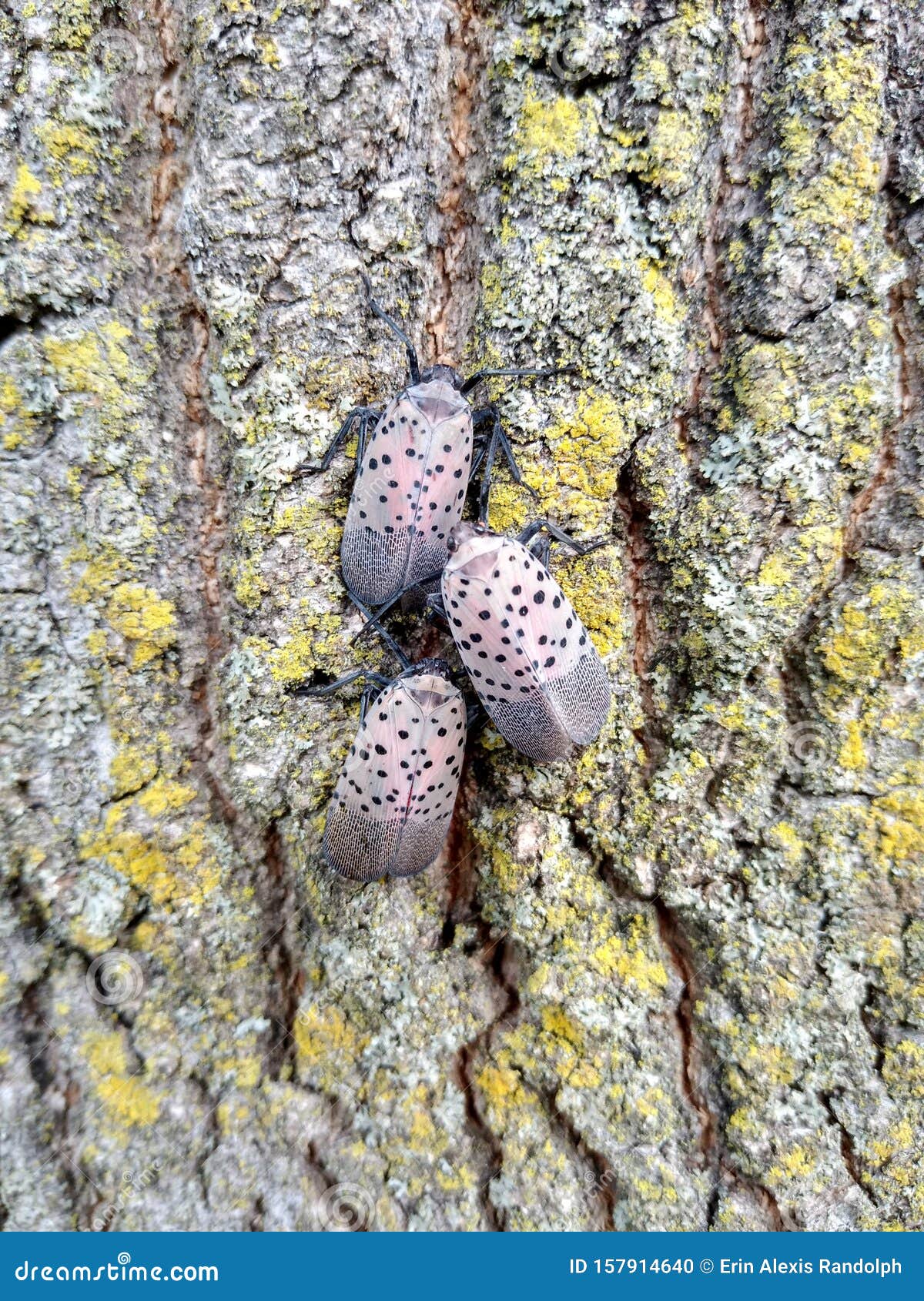 Insects, Bugs, Spotted Lanternfly, Cluster, Group of Three Stock Photo ...