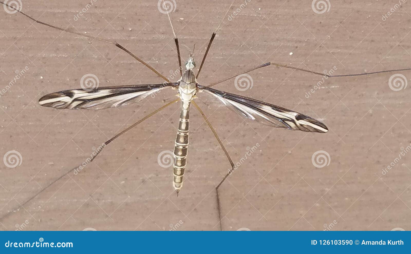 Mosquito eater stock photo. Image of mosquito, bugs - 126103590