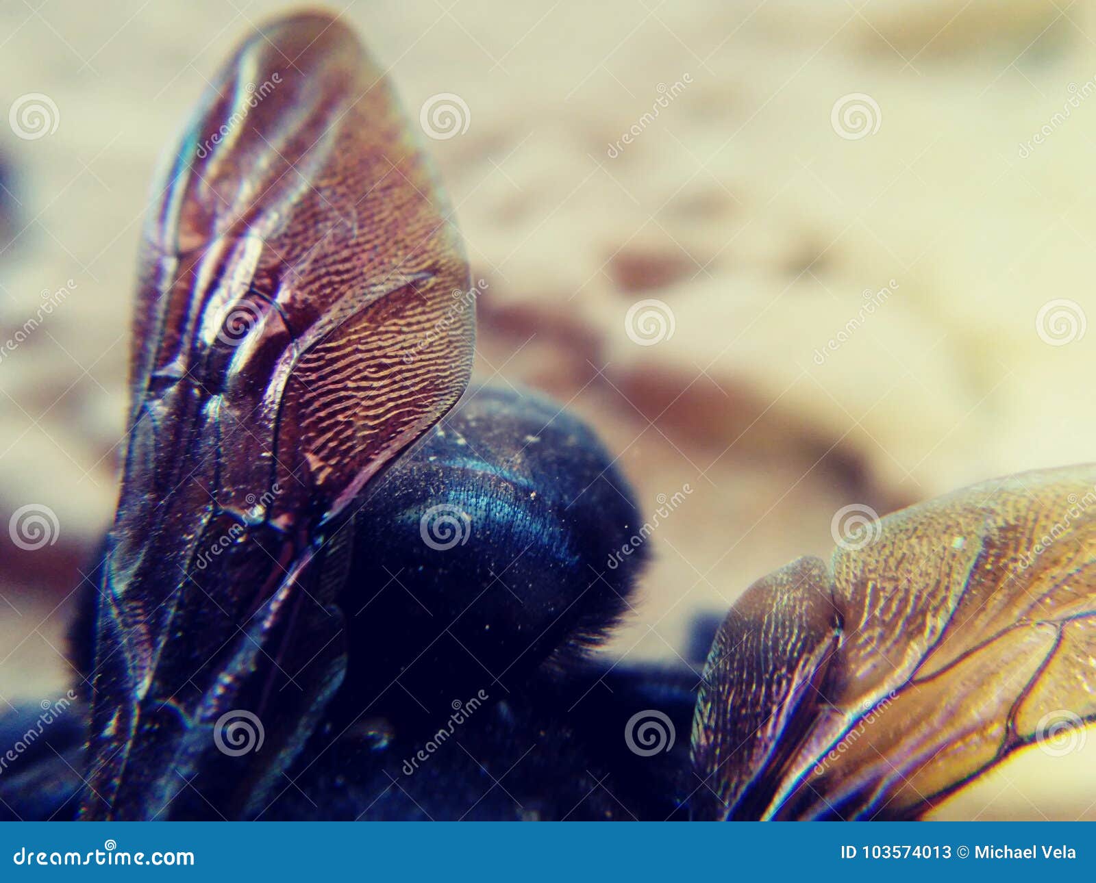 Insects Bumble Bee. Wings stock image. Image of surface - 103574013