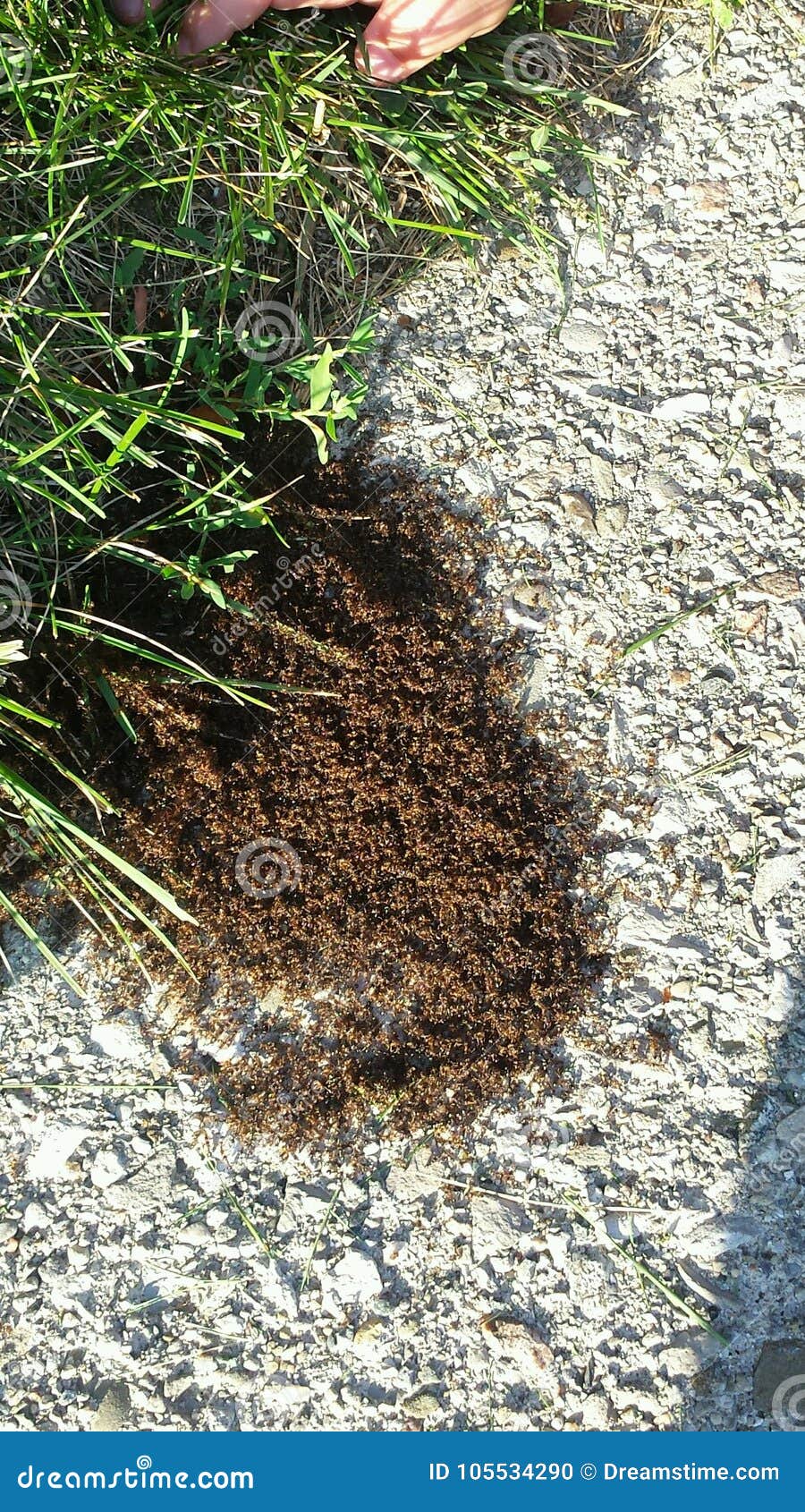 Insects stock photo. Image of swarm, bunch, insects - 105534290