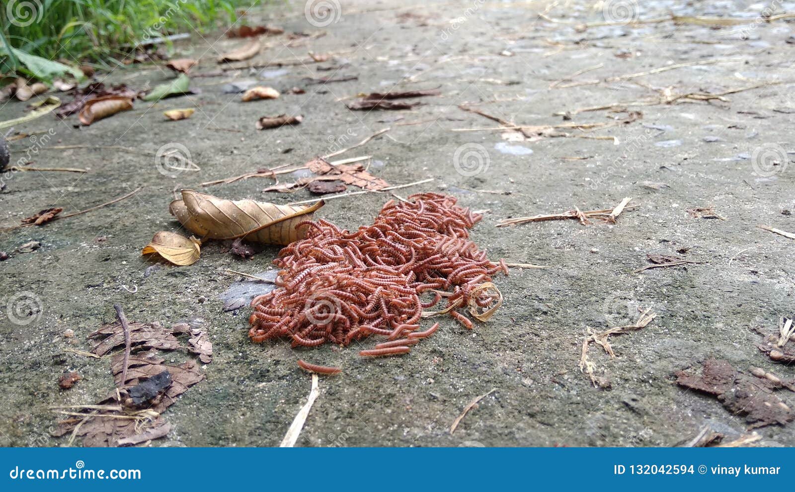 Insects stock photo. Image of insects, road, area, bunch - 132042594