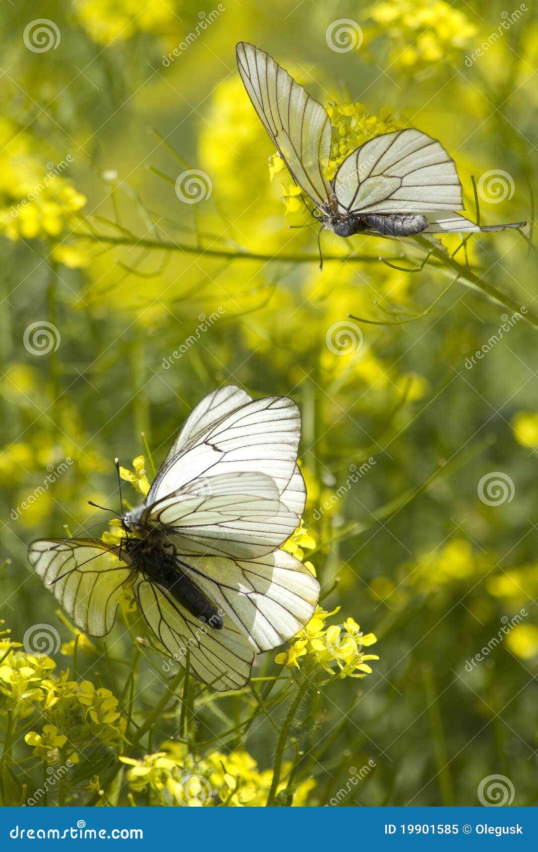 Insects Butterflys Love Nature Stock Image - Image of bright ...