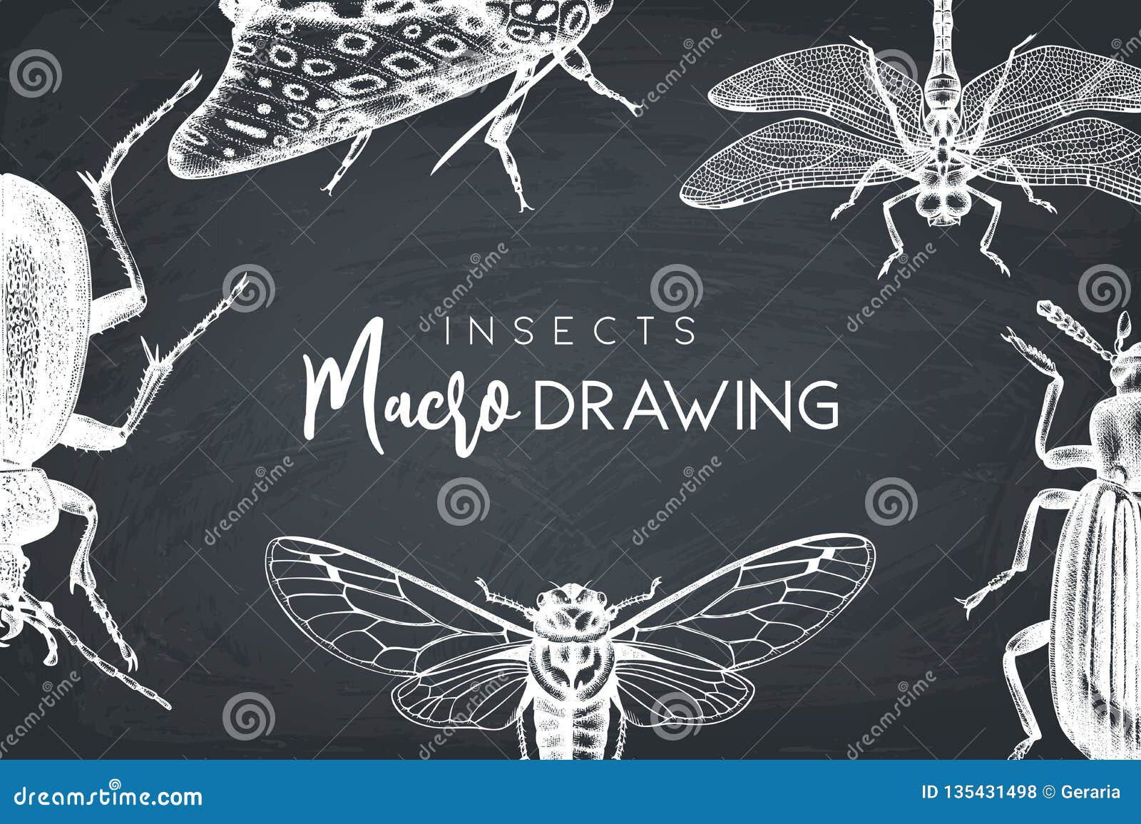 Vector Frame with High Detailed Butterflies, Cicada, Bumblebee ...