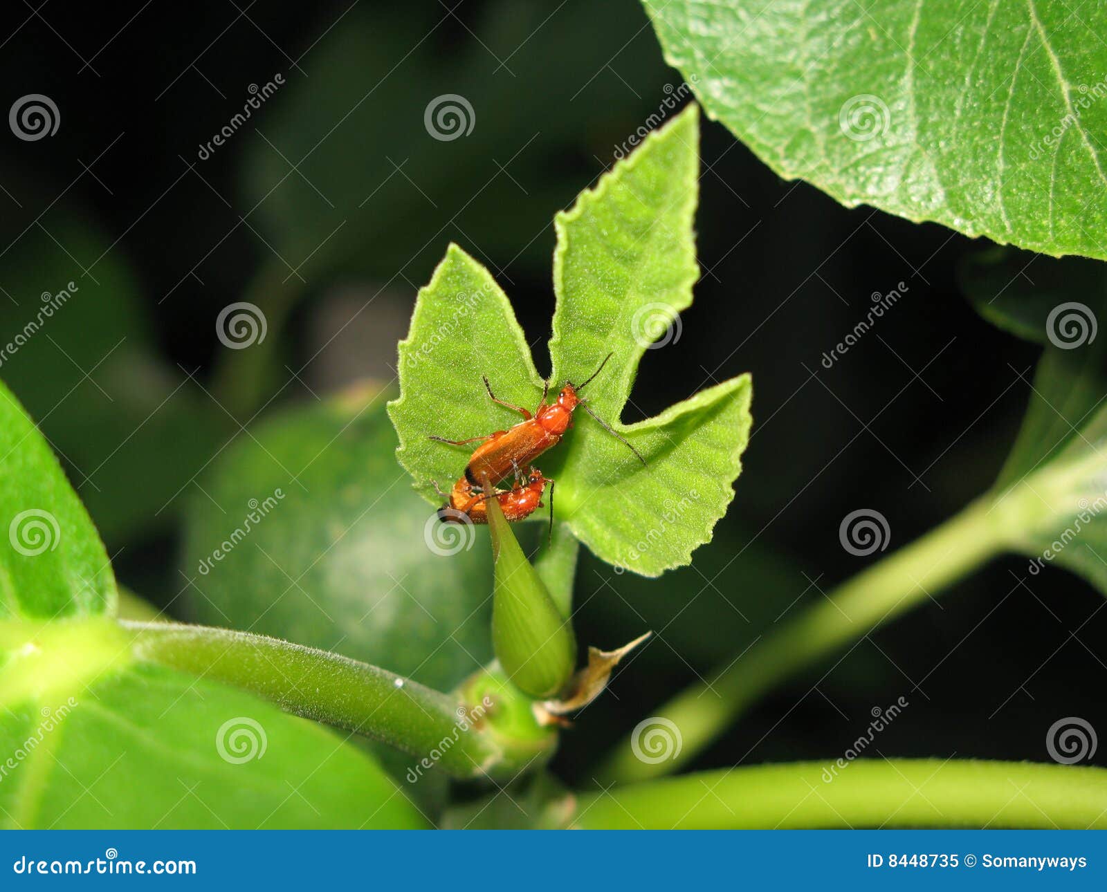 Insects Caught in Intimate Moment Stock Image - Image of spring, green ...